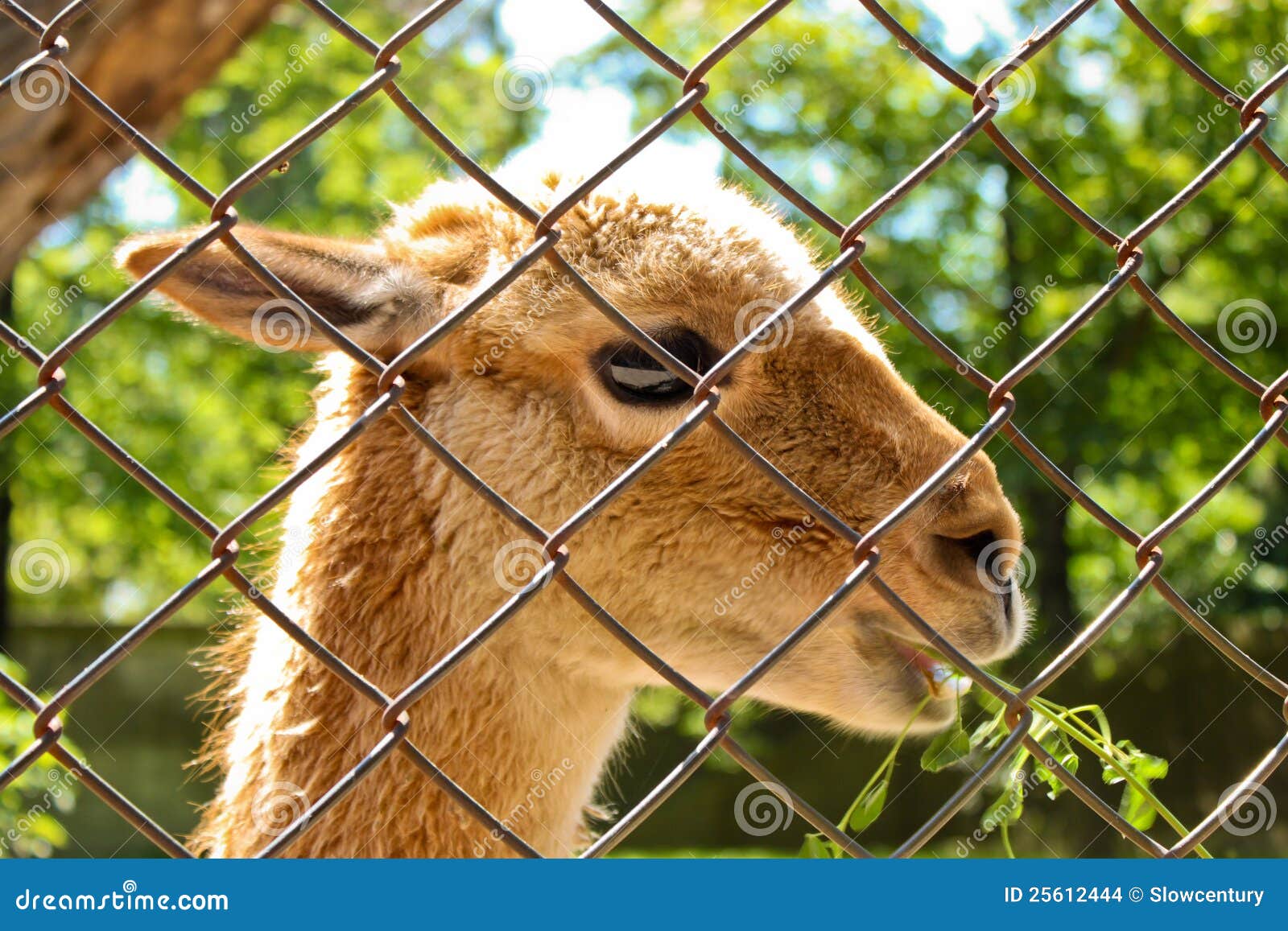 Llama Standing Behind the Fence Stock Photo - Image of lama, eating ...