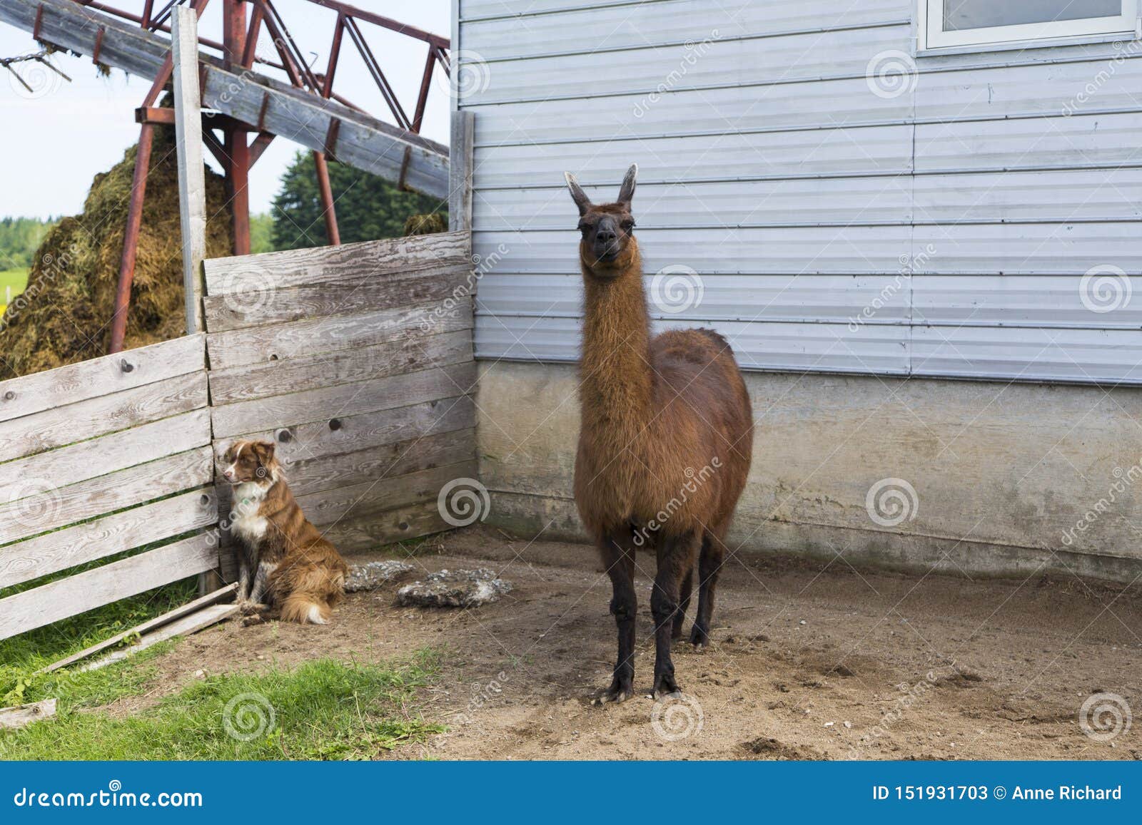 Llama Standing in Front of Barn Staring with Imperious Expression while ...