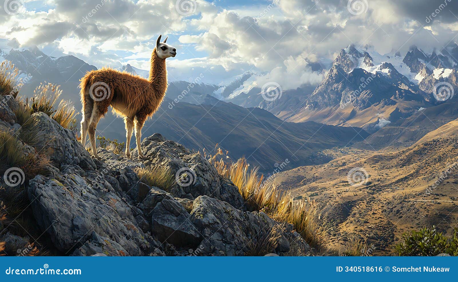 Llama Standing on Rocky Terrain with Mountains in Background Stock ...
