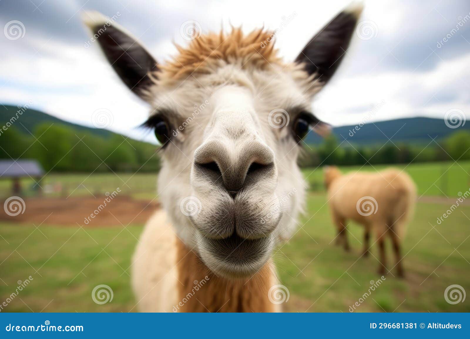 A Llama Staring Curiously into the Camera Stock Image - Image of ...