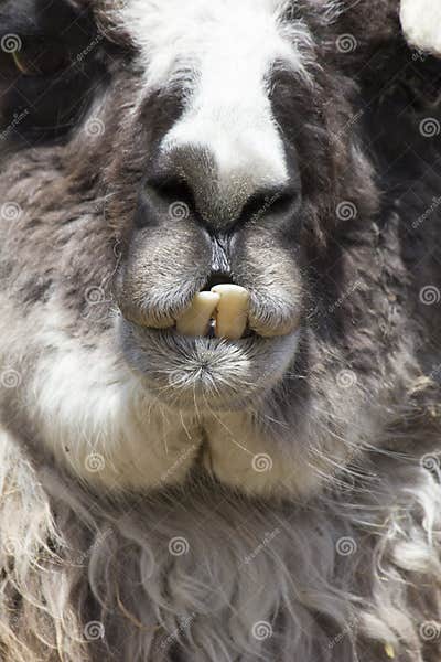 Llama Teeth stock image. Image of fluffy, nose, hair - 51323315