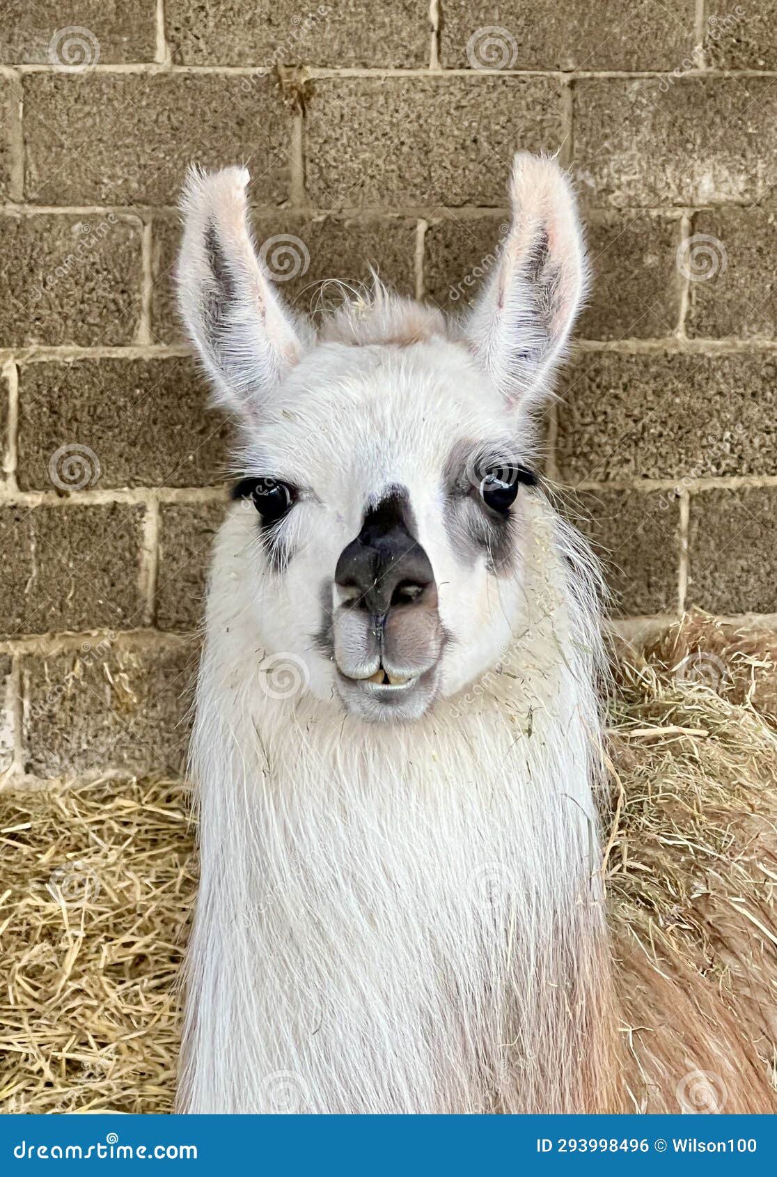 Llama stock photo. Image of animals, looking, hair, lamas - 293998496