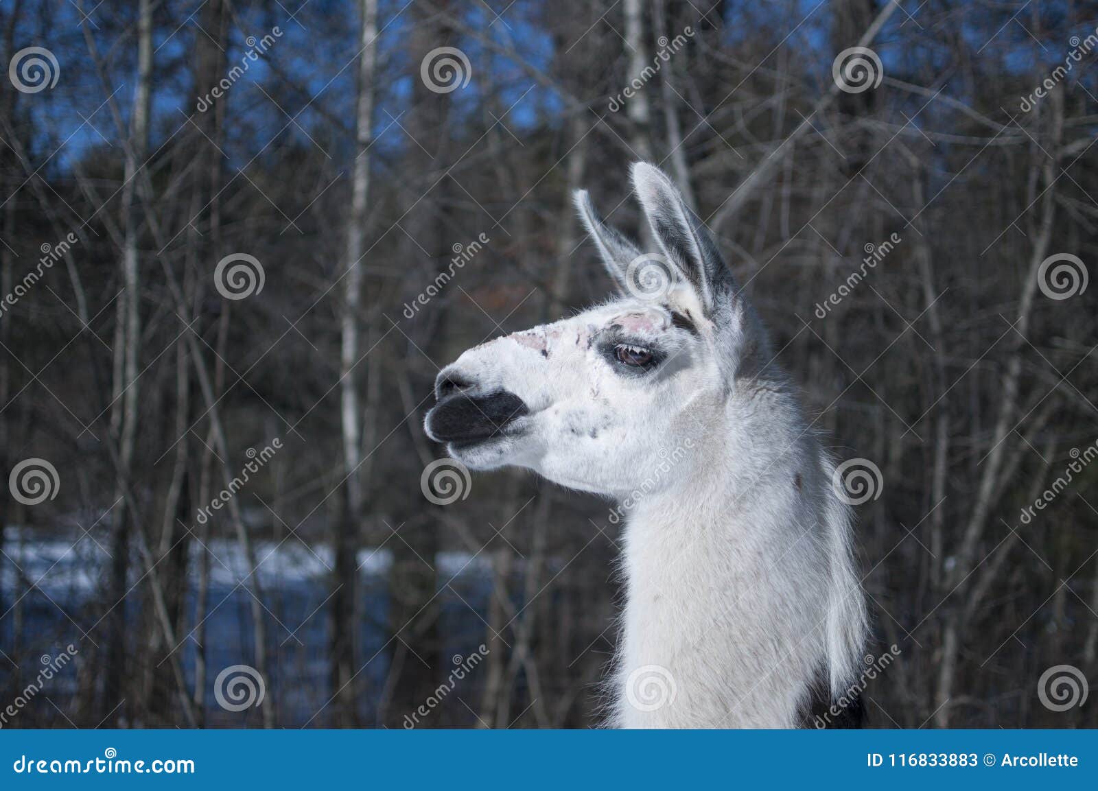 Llama in Winter stock image. Image of white, mammal - 116833883