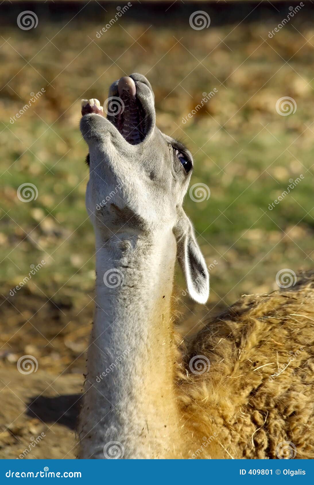 Llama Yelling Loudly Stock Image - Image: 409801