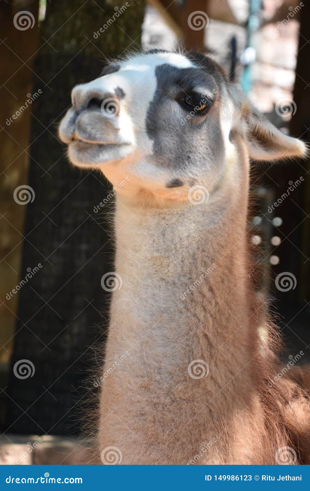 A Llama stock image. Image of farm, long, grey, baby - 149986123