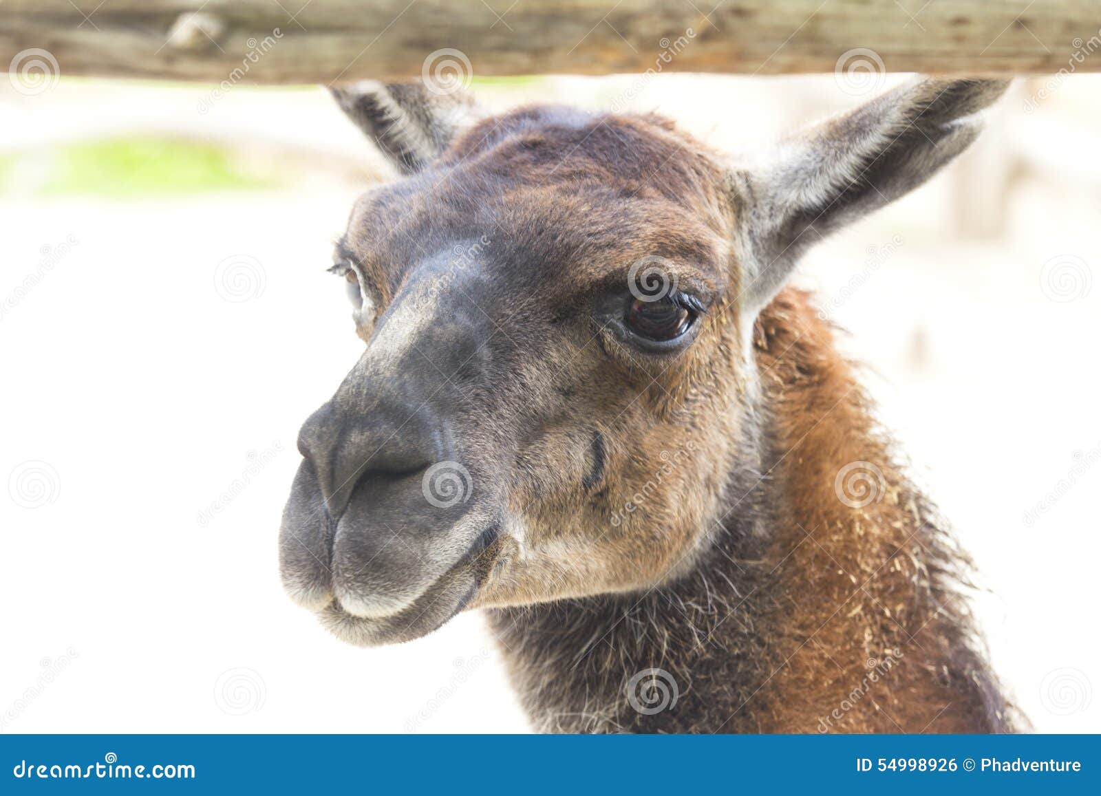 Llama in zoo stock photo. Image of comical, animal, bizarre - 54998926