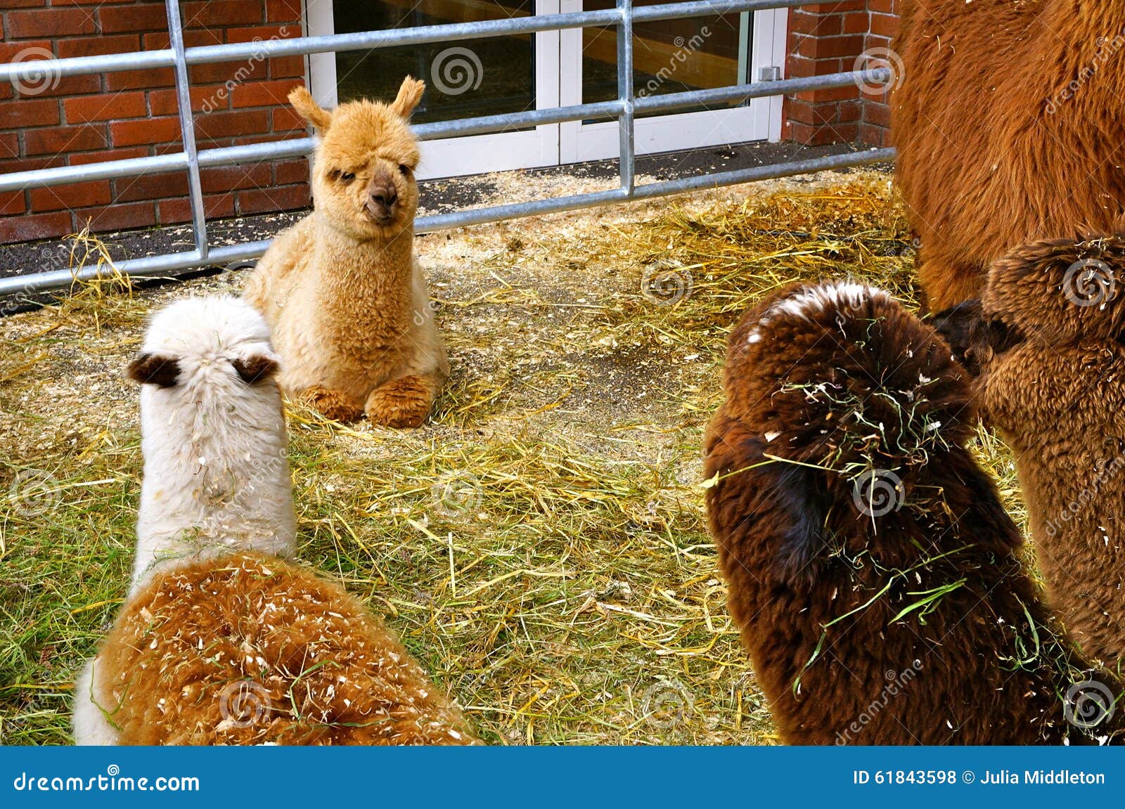 Llama at zoo stock photo. Image of camelid, mammal, petting - 61843598