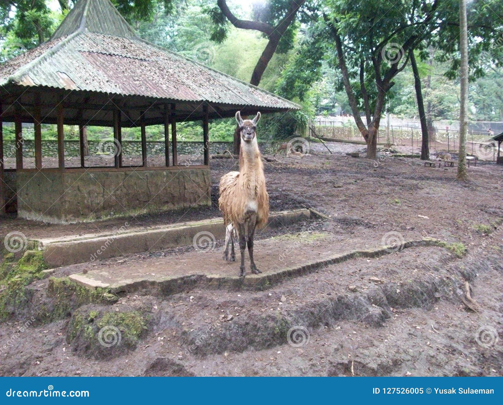 Llama in the Zoo stock image. Image of park, animal - 127526005