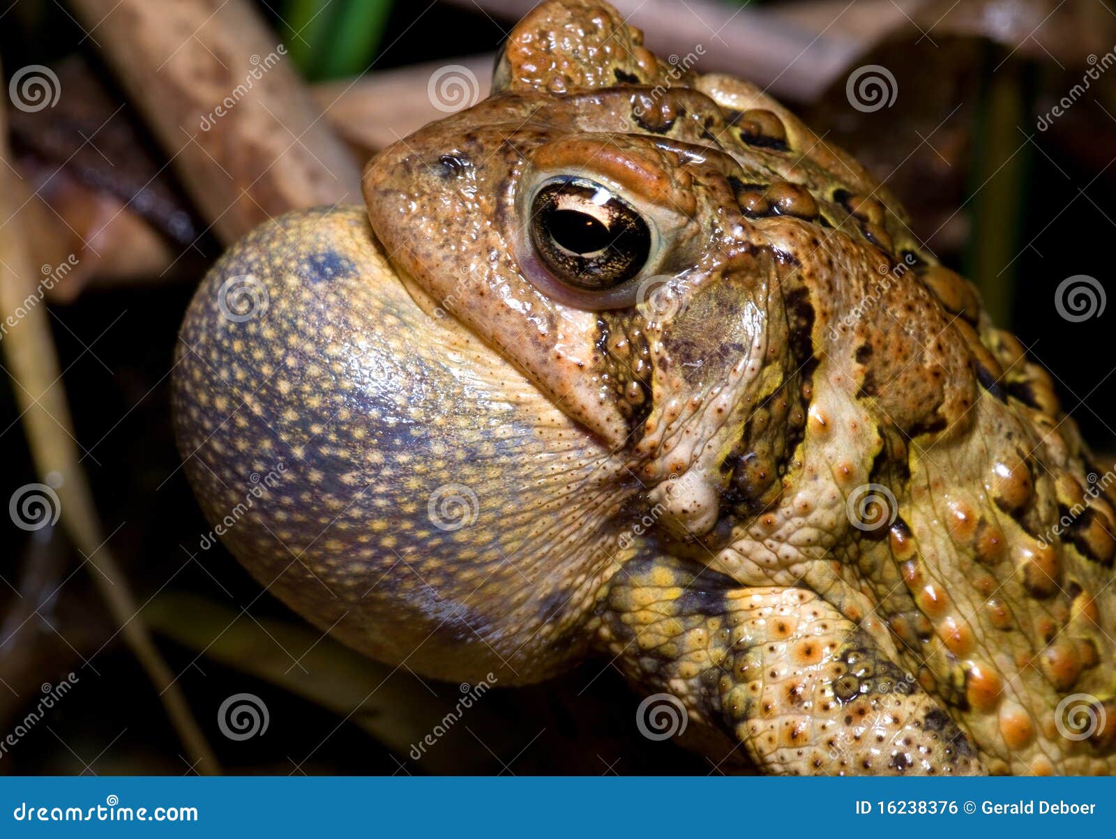 Llamada Del Sapo Americano Masculino Foto de archivo - Imagen de fauna ...