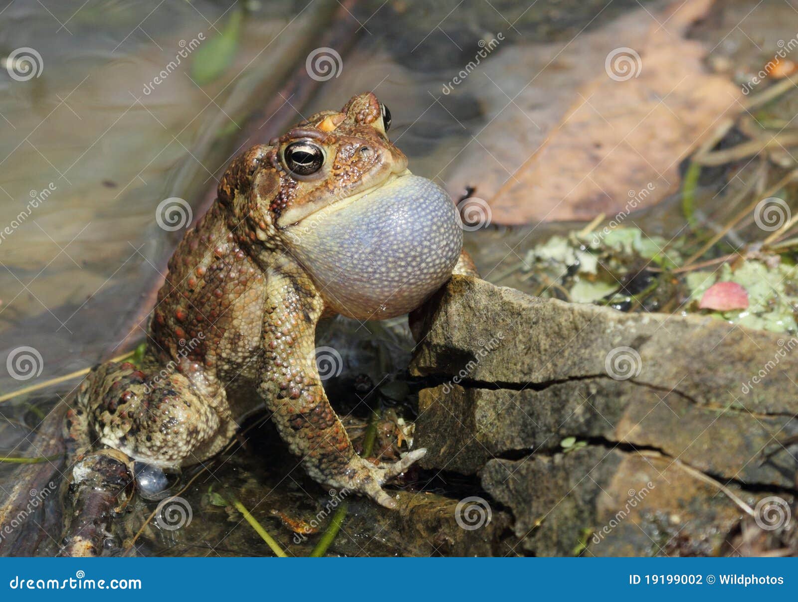 Llamada Del Sapo Americano Masculino Foto de archivo - Imagen de ...