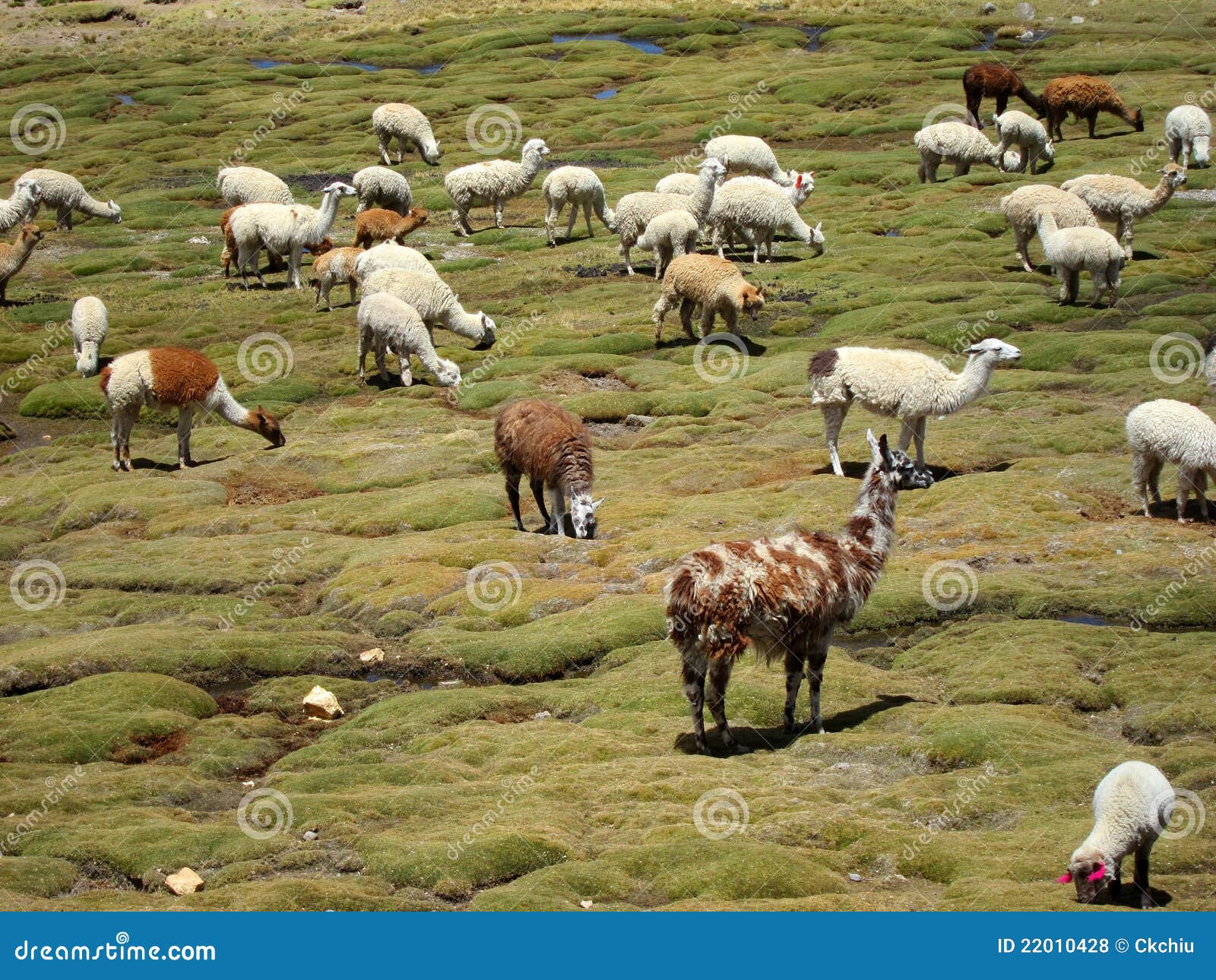Llamas in the Andes stock photo. Image of fiber, herbivore - 22010428