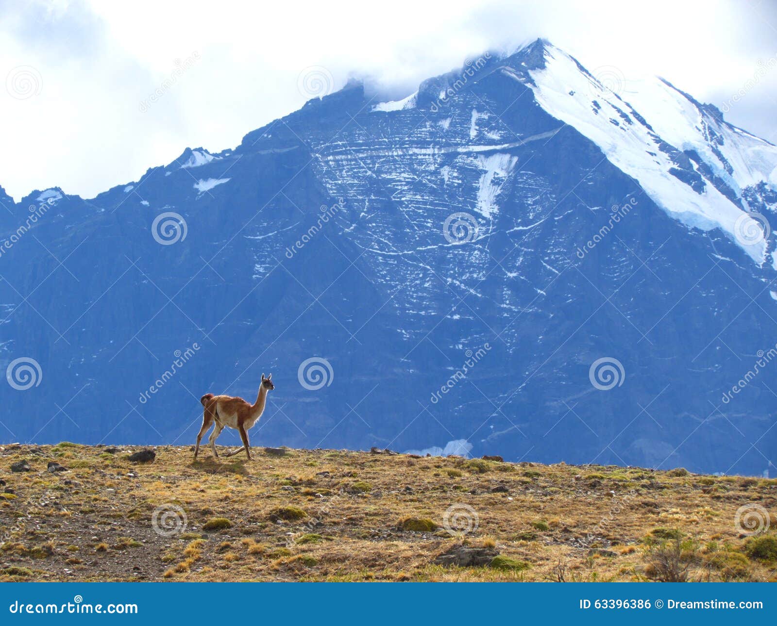 Llamas in chile 3 stock photo. Image of group, argentine - 63396386