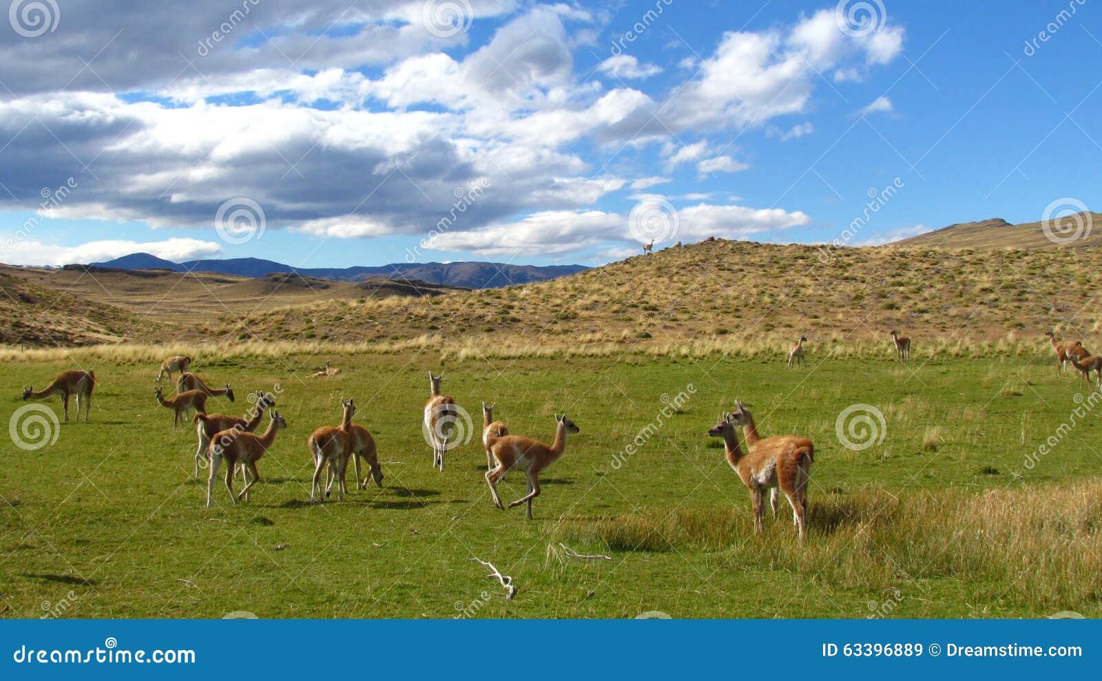 Llamas in chile 2 stock image. Image of patagonian, guanaco - 63396889