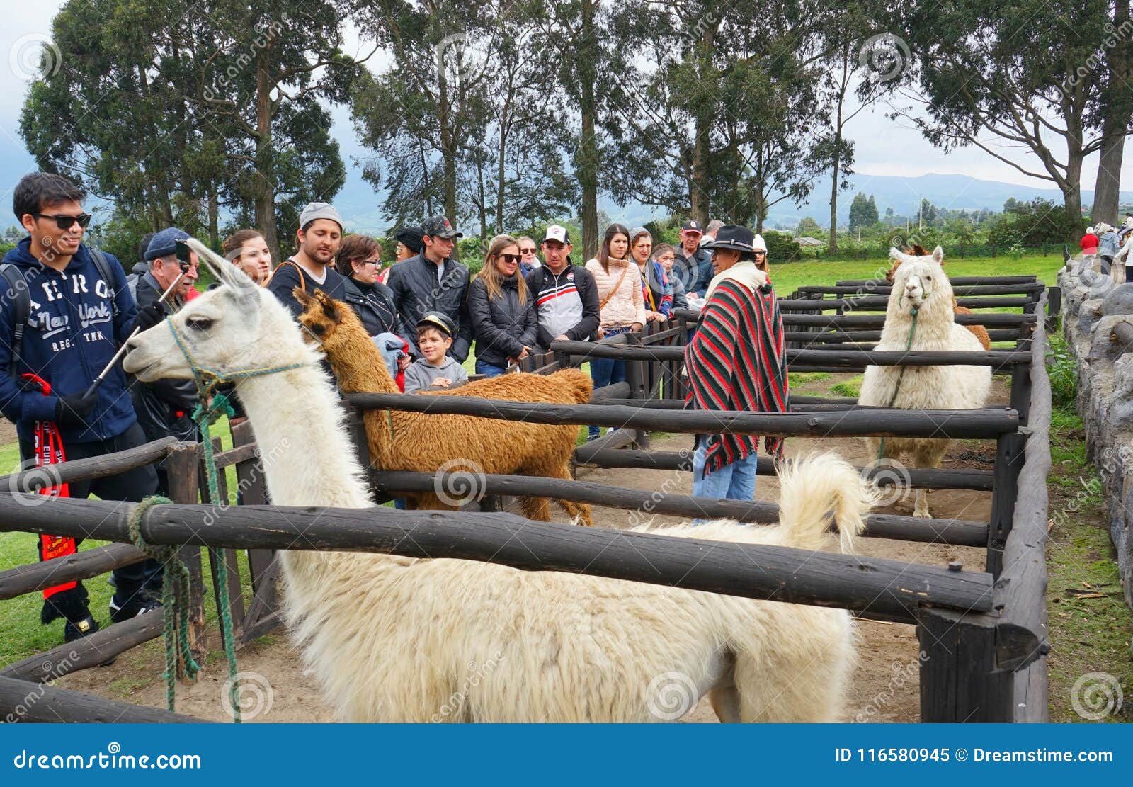 Llamas en the Andes editorial image. Image of personas - 116580945