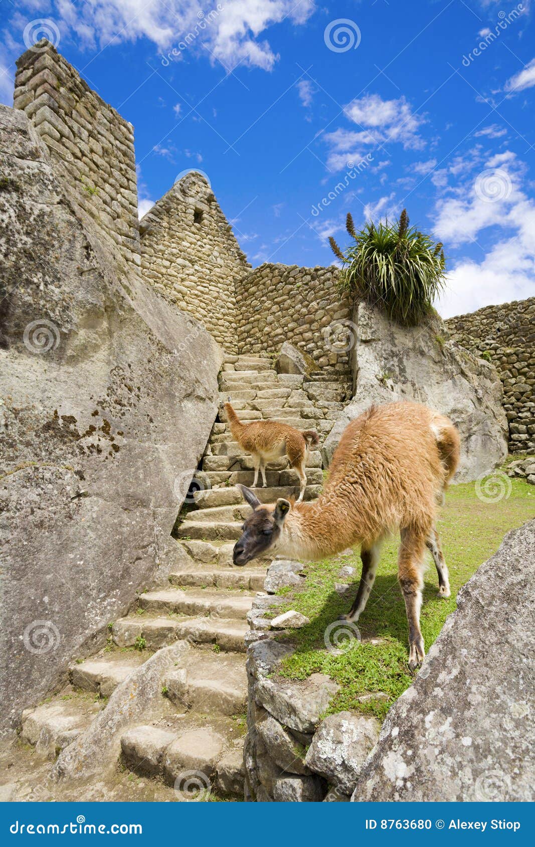 Llamas at Machu Picchu stock photo. Image of llama, city - 8763680