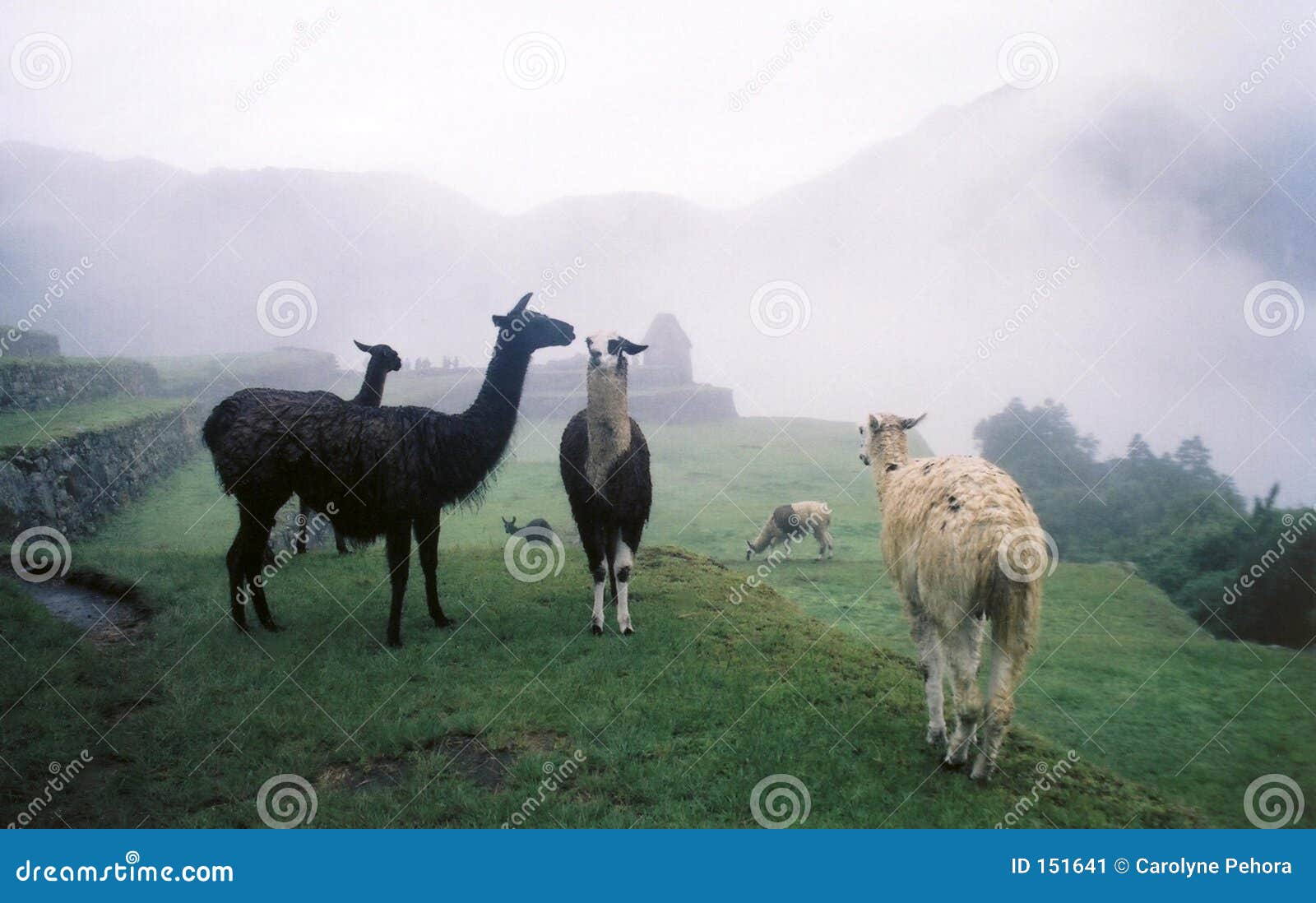 Llamas in the Mist stock image. Image of animal, ancient - 151641