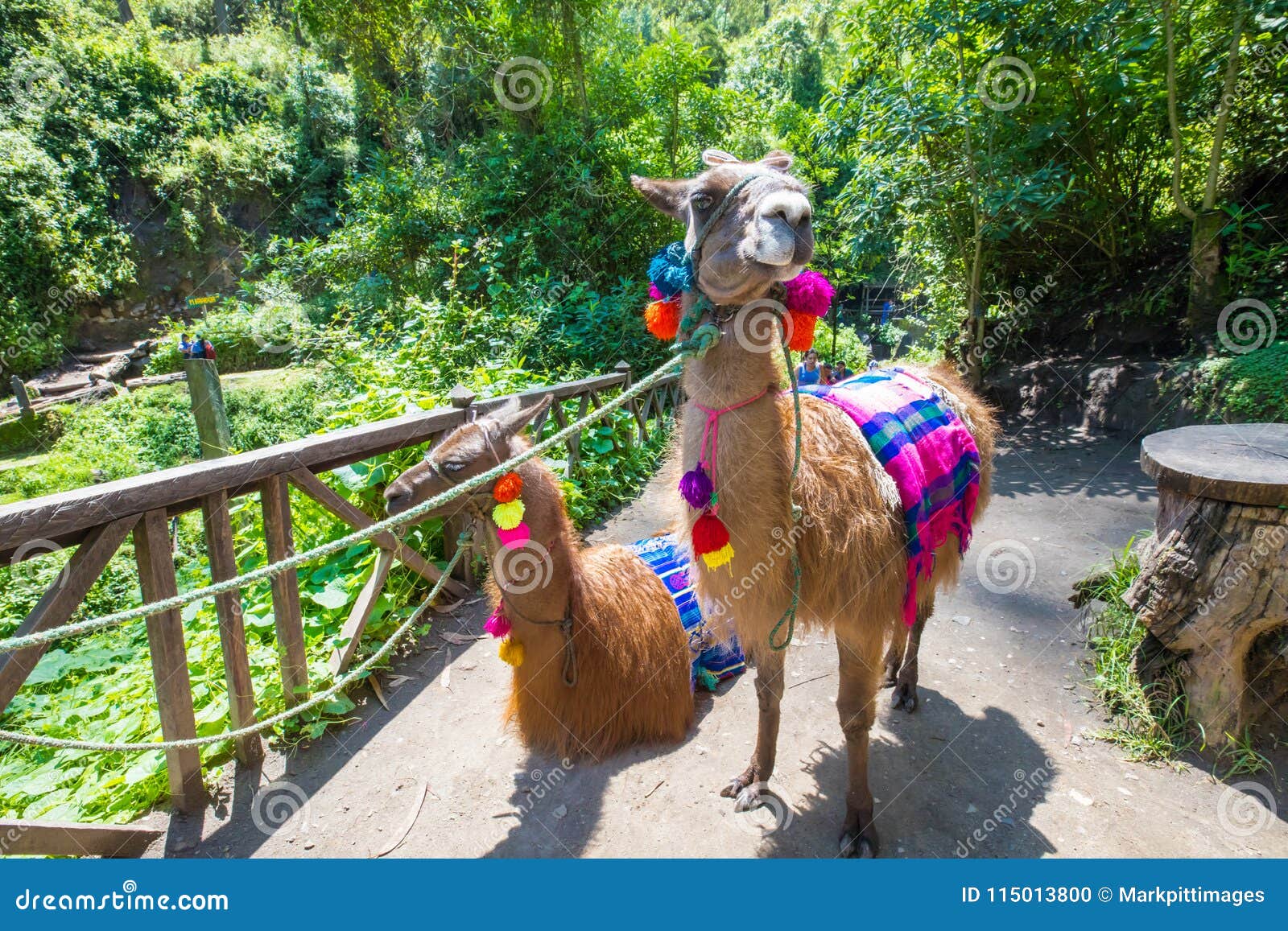 Llamas Otavalo Ecuador stock photo. Image of doodle - 115013800