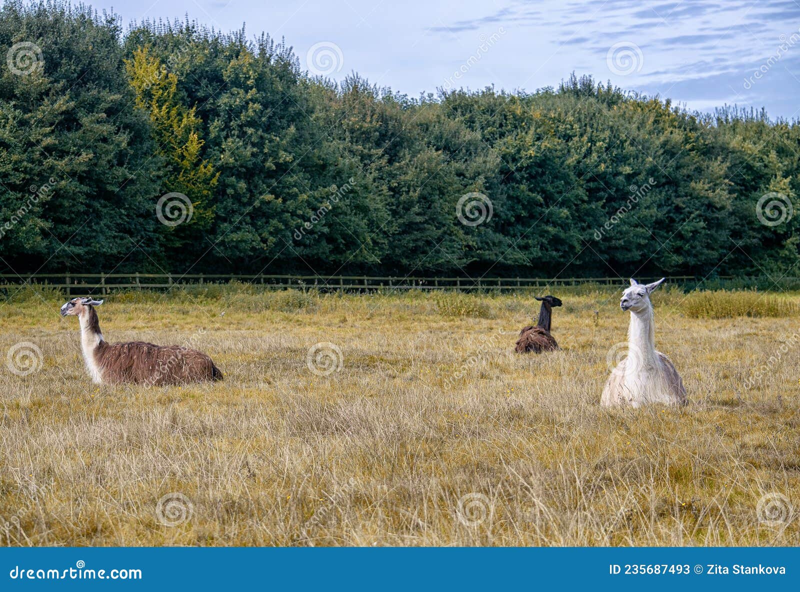 Llamas In A Field Of Salar De Uyuni In Bolivia Stock Photography ...
