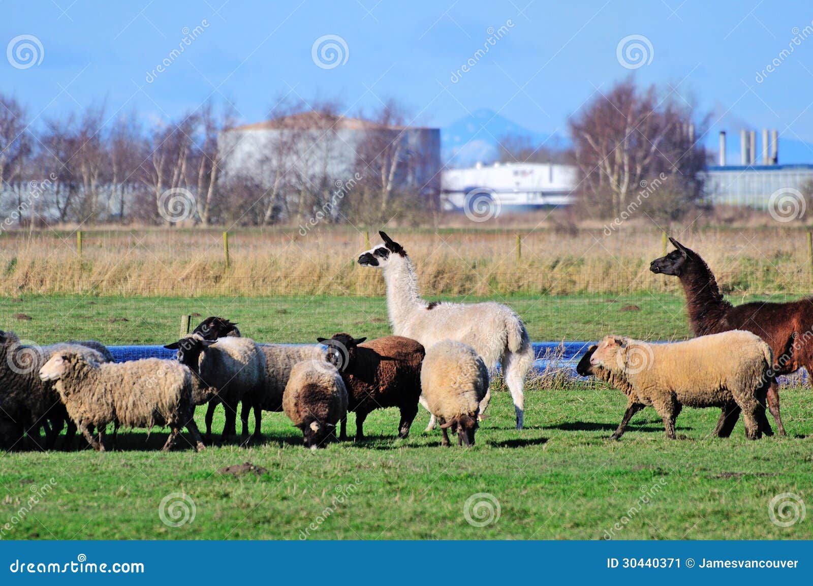 Llamas and Sheep in the Pasture Stock Image - Image of winter ...