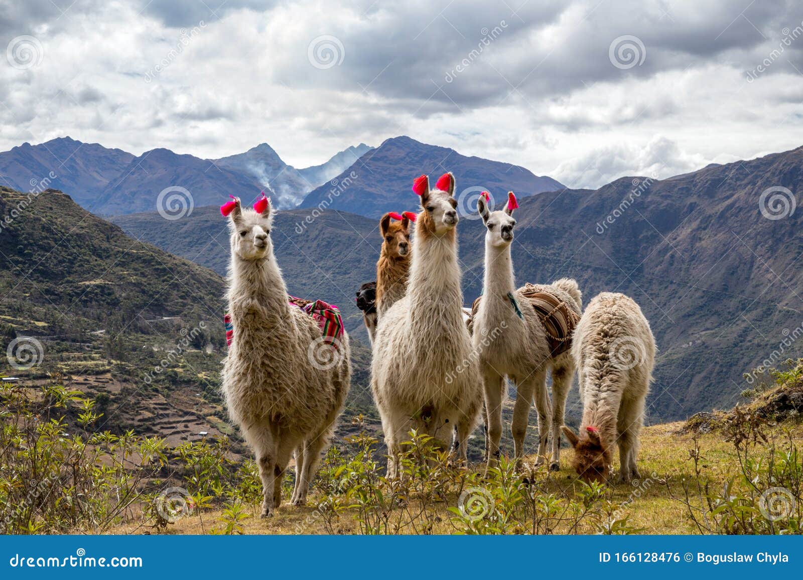Llamas on the Trekking Route from Lares in the Andes Stock Photo ...