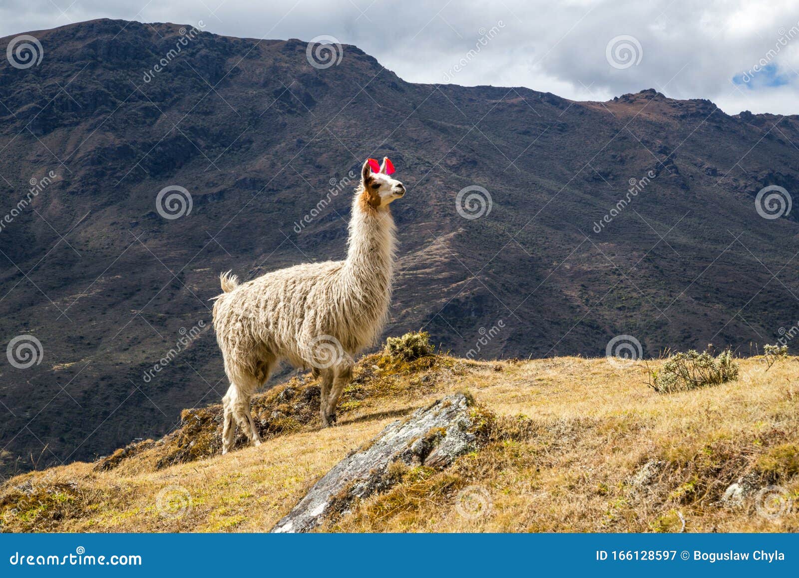 Llamas on the Trekking Route from Lares in the Andes Stock Image ...