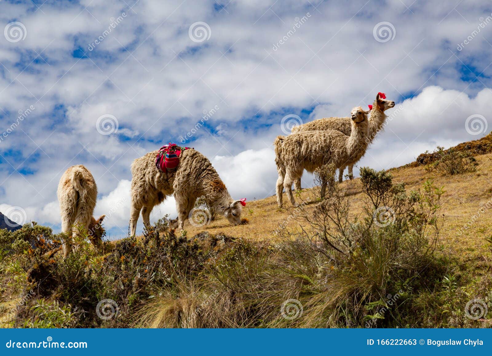 Llamas on the Trekking Route from Lares in the Andes Stock Image ...