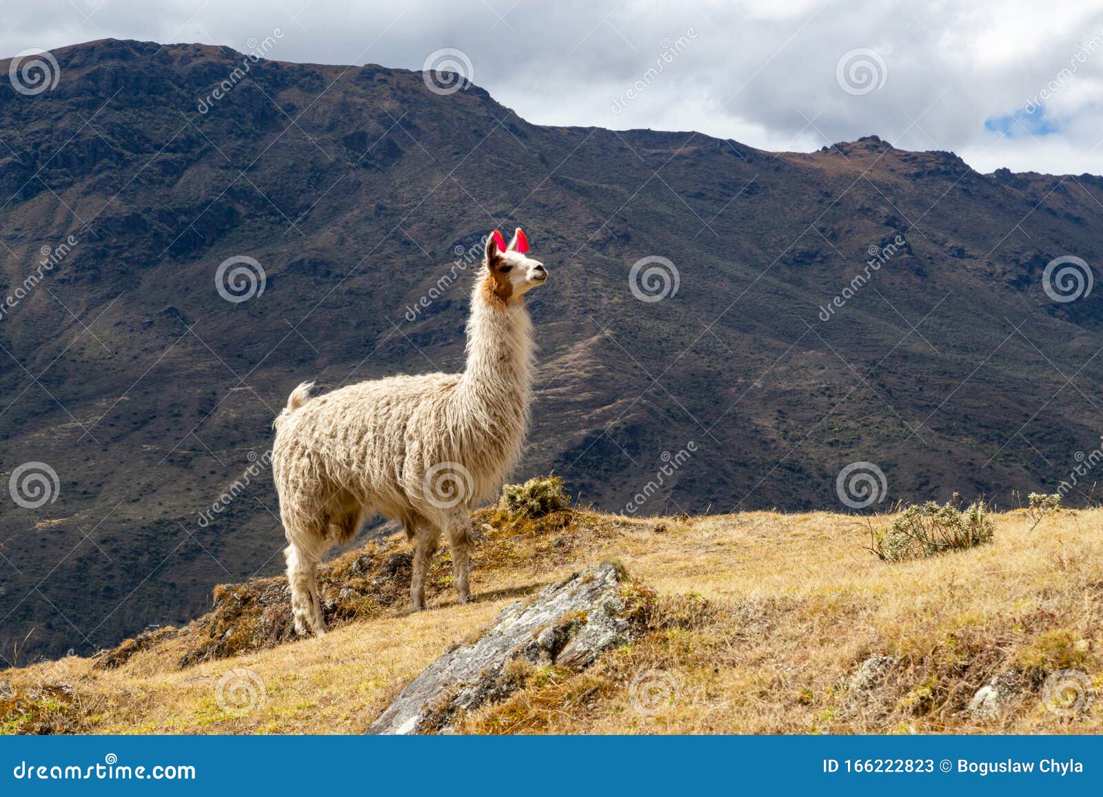 Llamas on the Trekking Route from Lares in the Andes Stock Image ...