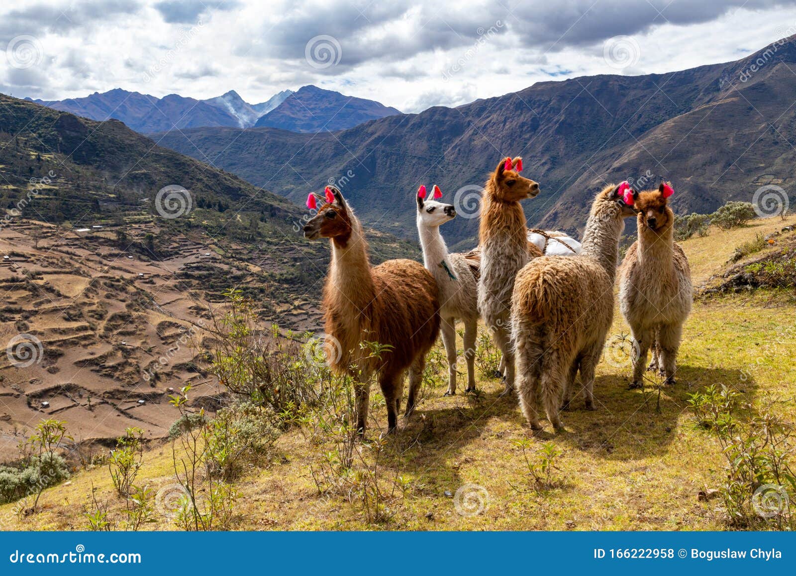 Llamas on the Trekking Route from Lares in the Andes Stock Photo ...