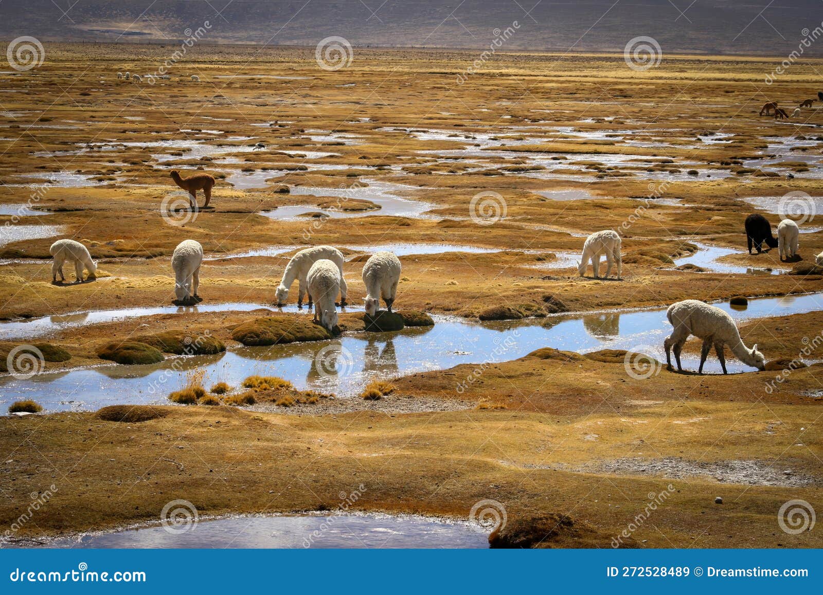 Llamas Watering on a Peruvian Plateau Background Stock Image - Image of ...
