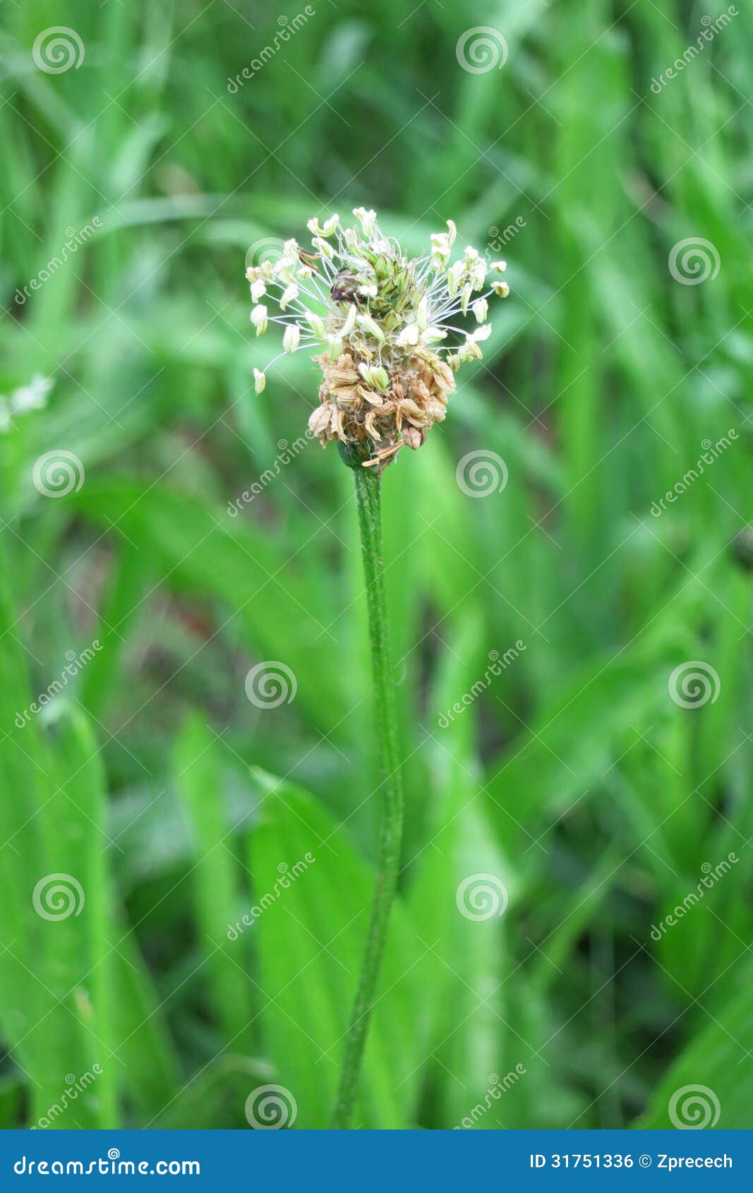 Llantén Inglés (Plantago Lanceolata) Foto de archivo - Imagen de floral ...