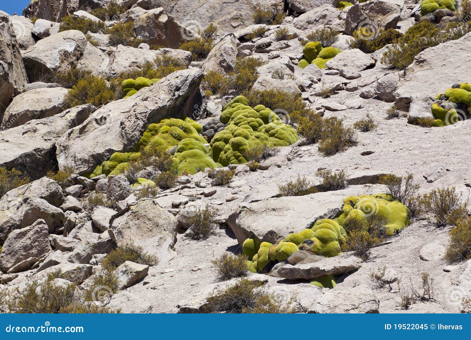 Llareta (Azorella Compacta) Stock Image - Image of park, azorella: 19522045