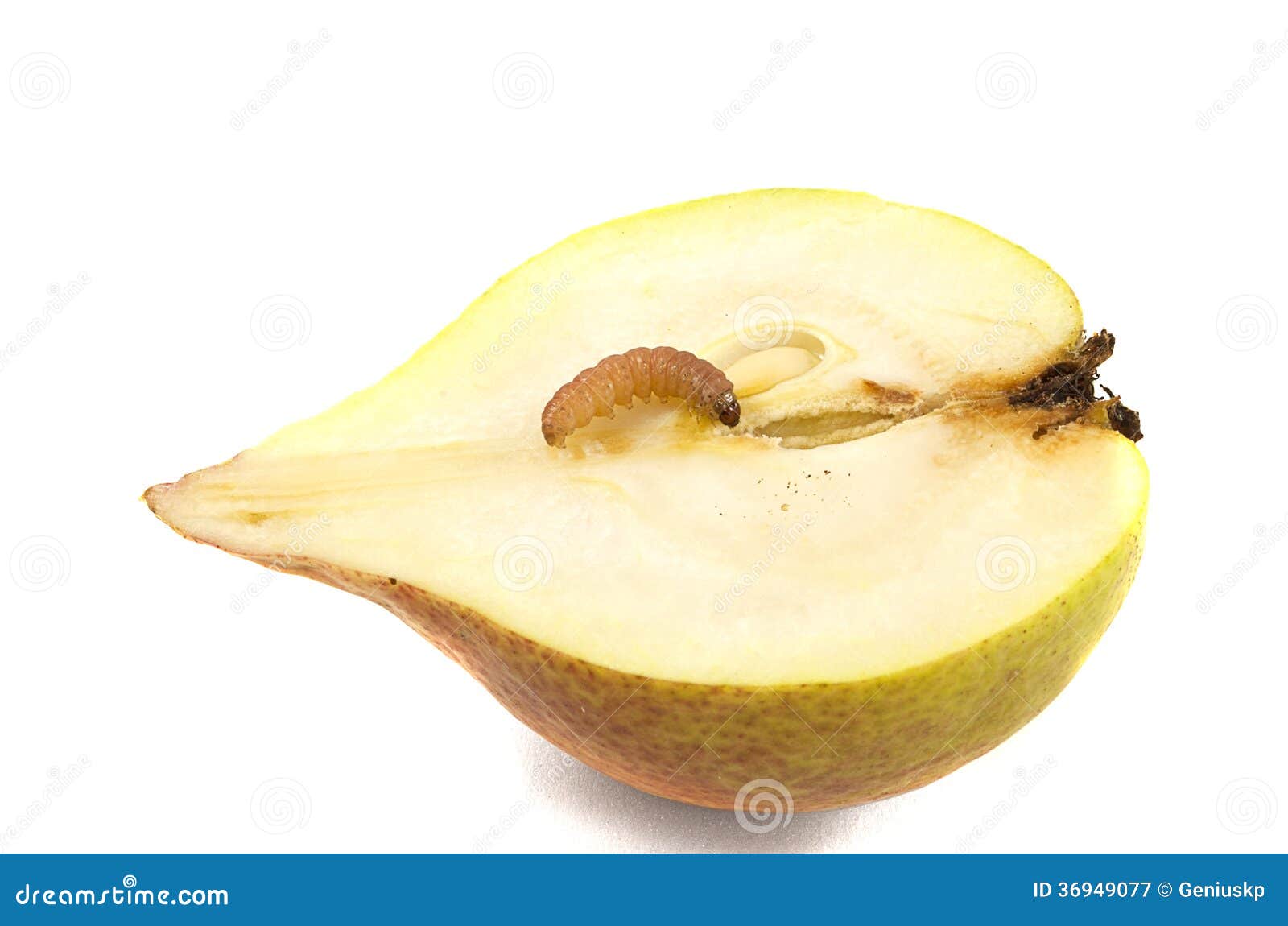 Llevado en la pera dulce imagen de archivo. Imagen de fresco - 36949077