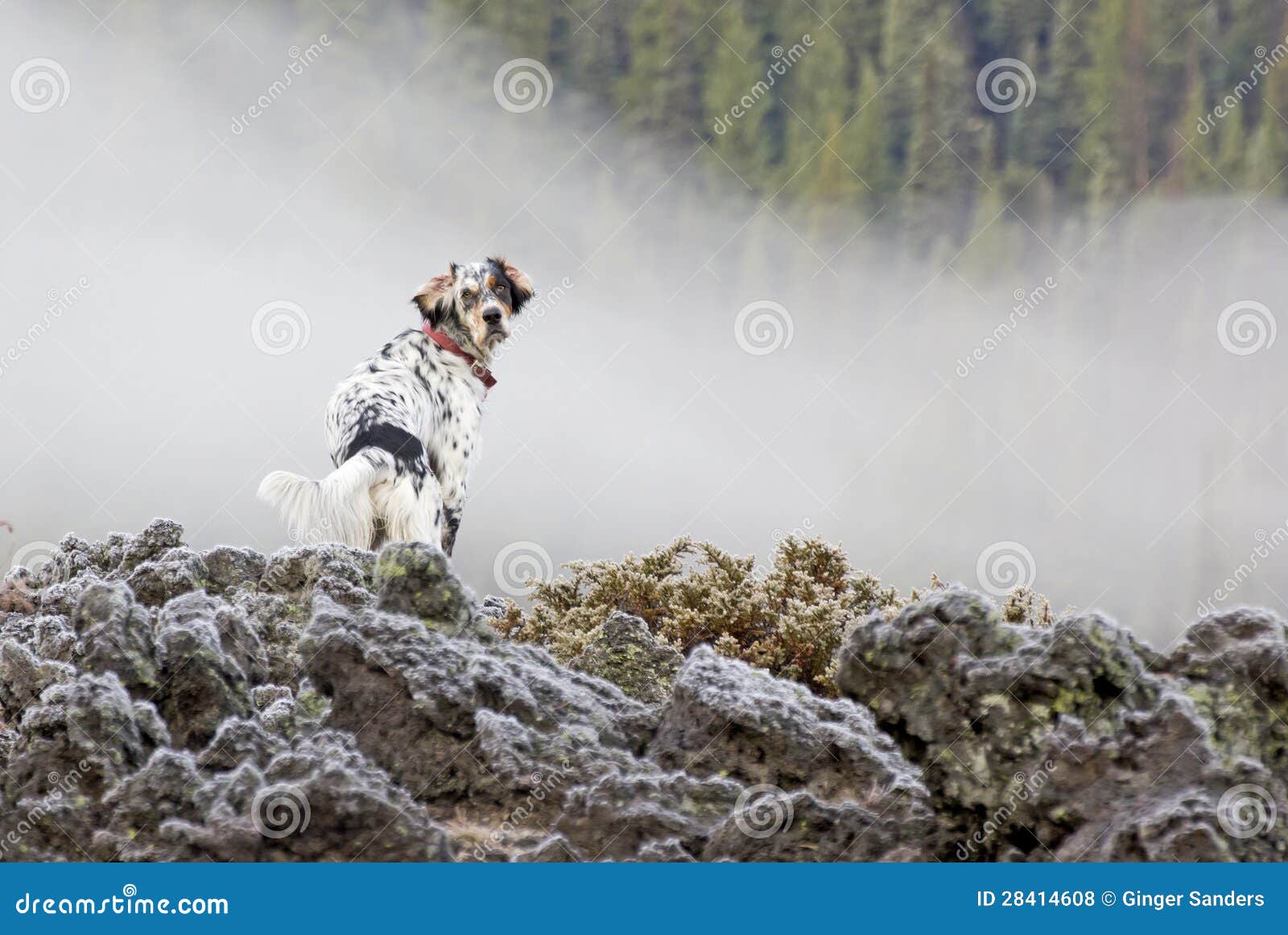 Llewellin Setter Bird Dog on Lava Flow Stock Photo - Image of colorful ...