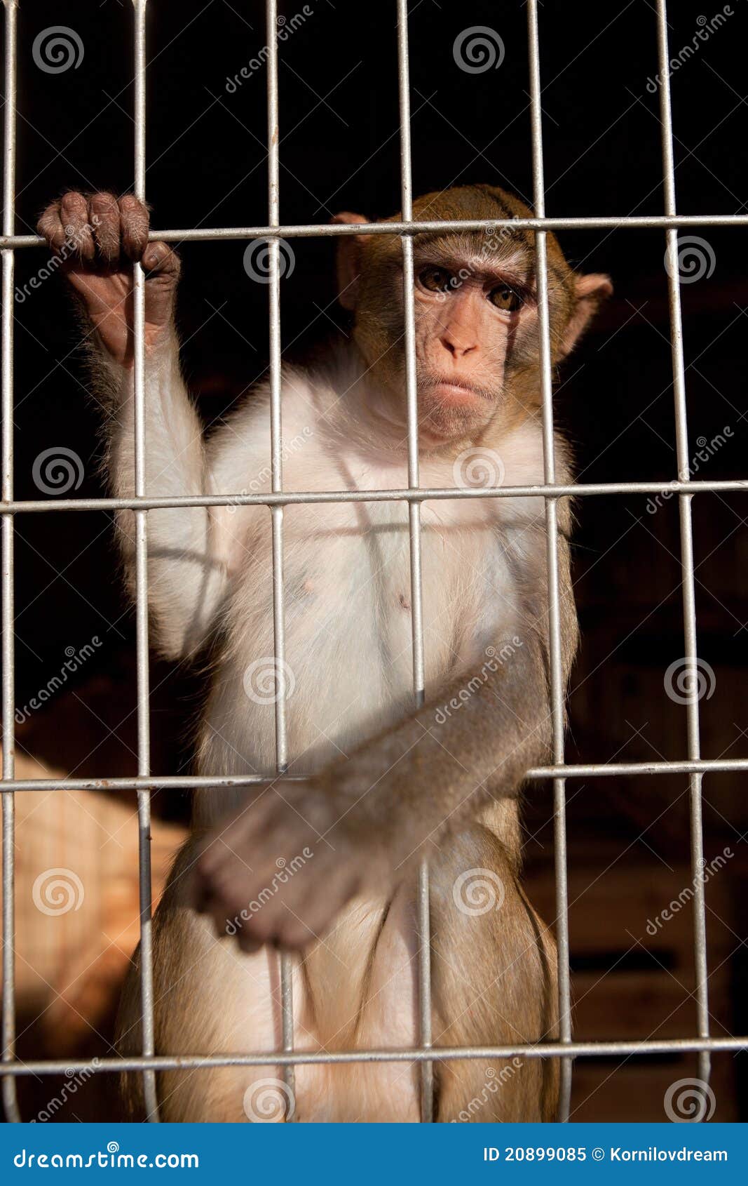 Llittle chimpanzee stock image. Image of juvenile, hairy - 20899085