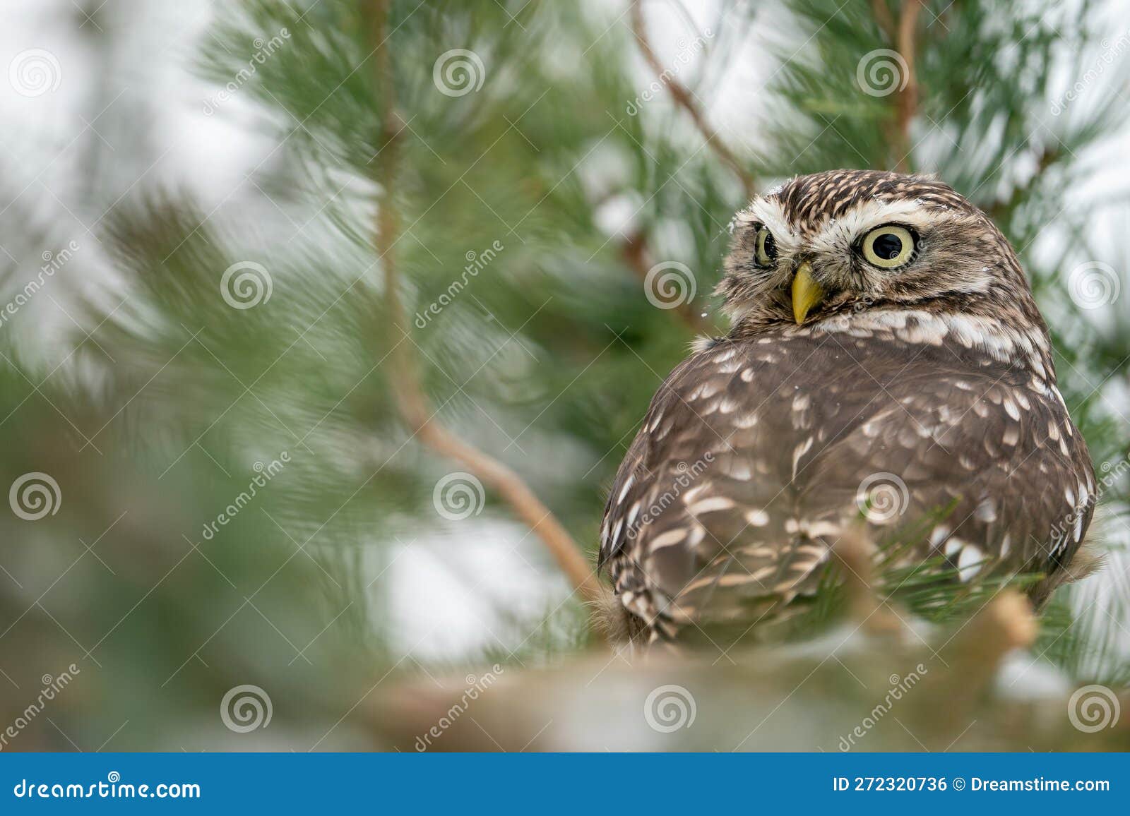Llittle Owl Looking Back on the Branches of a Coniferous Tree. Stock ...