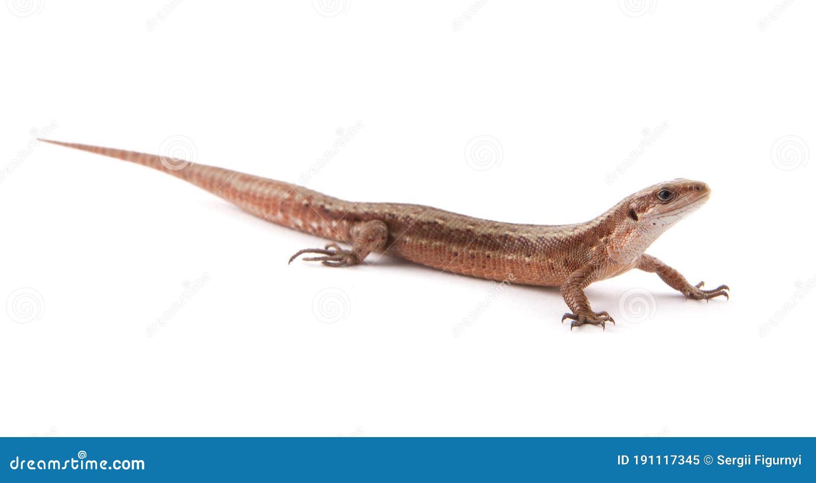 Llizard stock image. Image of white, coldblooded, isolated - 191117345