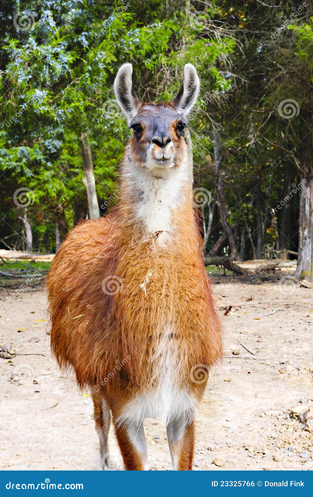 Lllama stock photo. Image of animal, glama, fuzzy, nose - 23325766