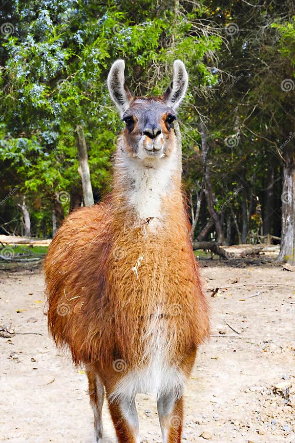 Lllama stock photo. Image of animal, glama, fuzzy, nose - 23325766