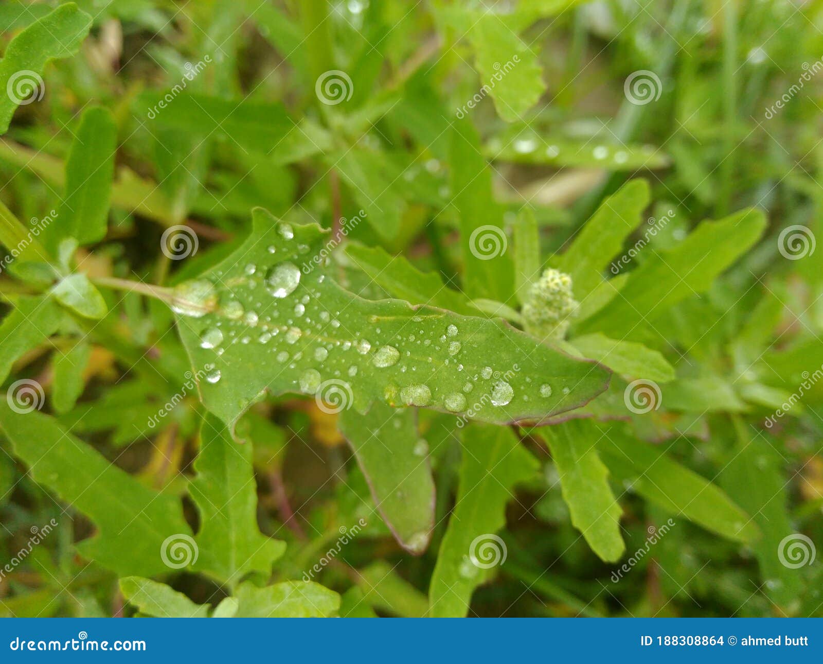 Llovizna en hojas foto de archivo. Imagen de plantas - 188308864