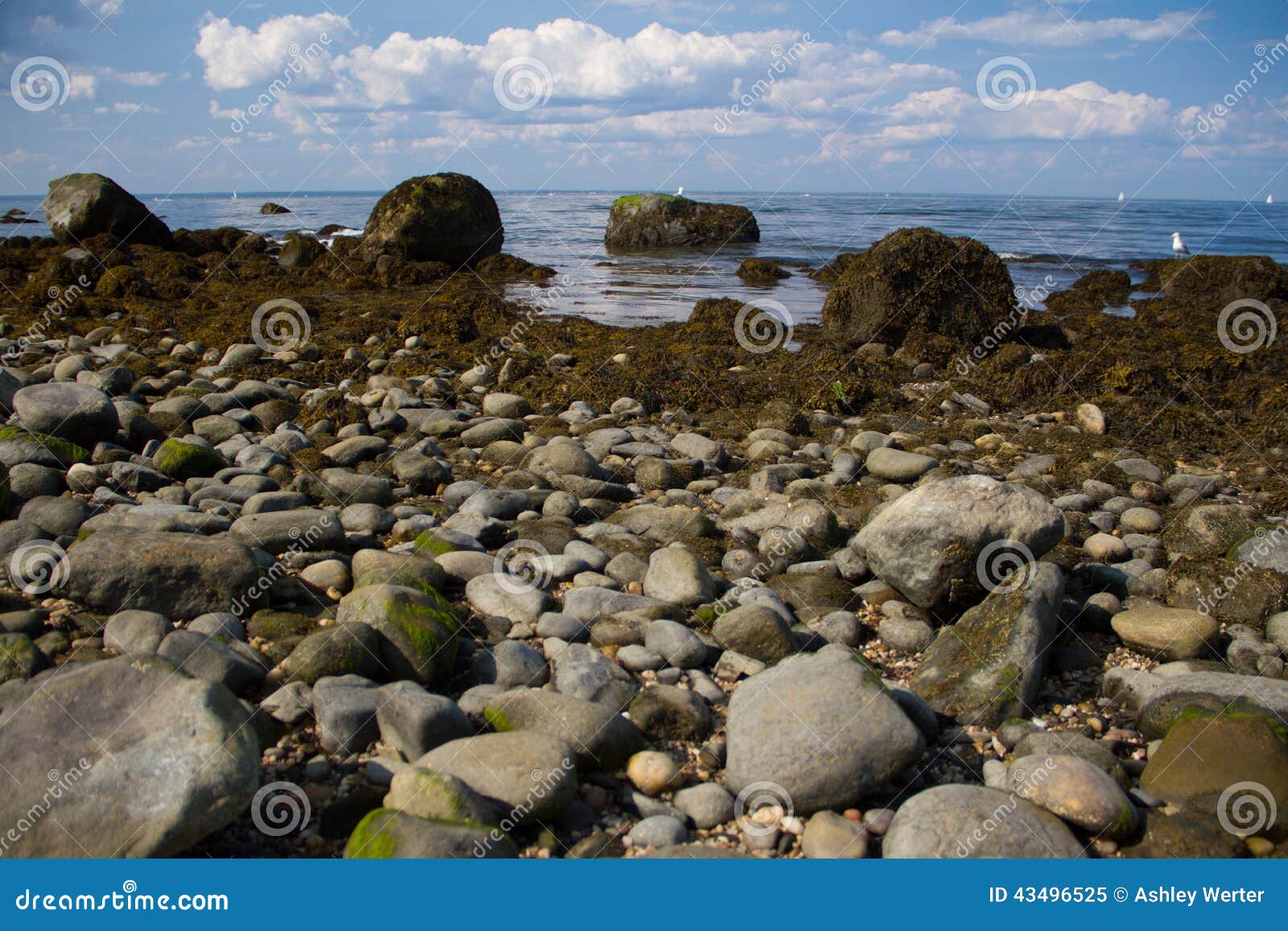 Lloyd Neck Beach stock image. Image of york, natural - 43496525