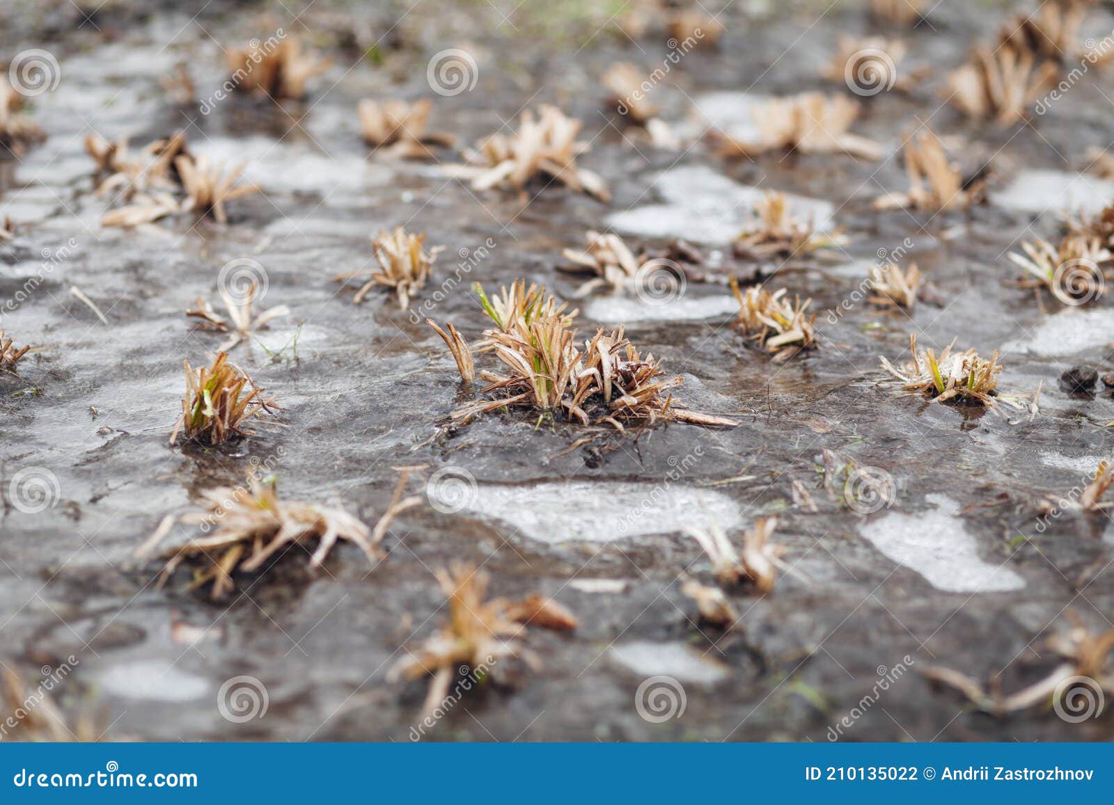 Lluvia De Hielo Terrestre En Clima Helado Foto de archivo - Imagen de ...