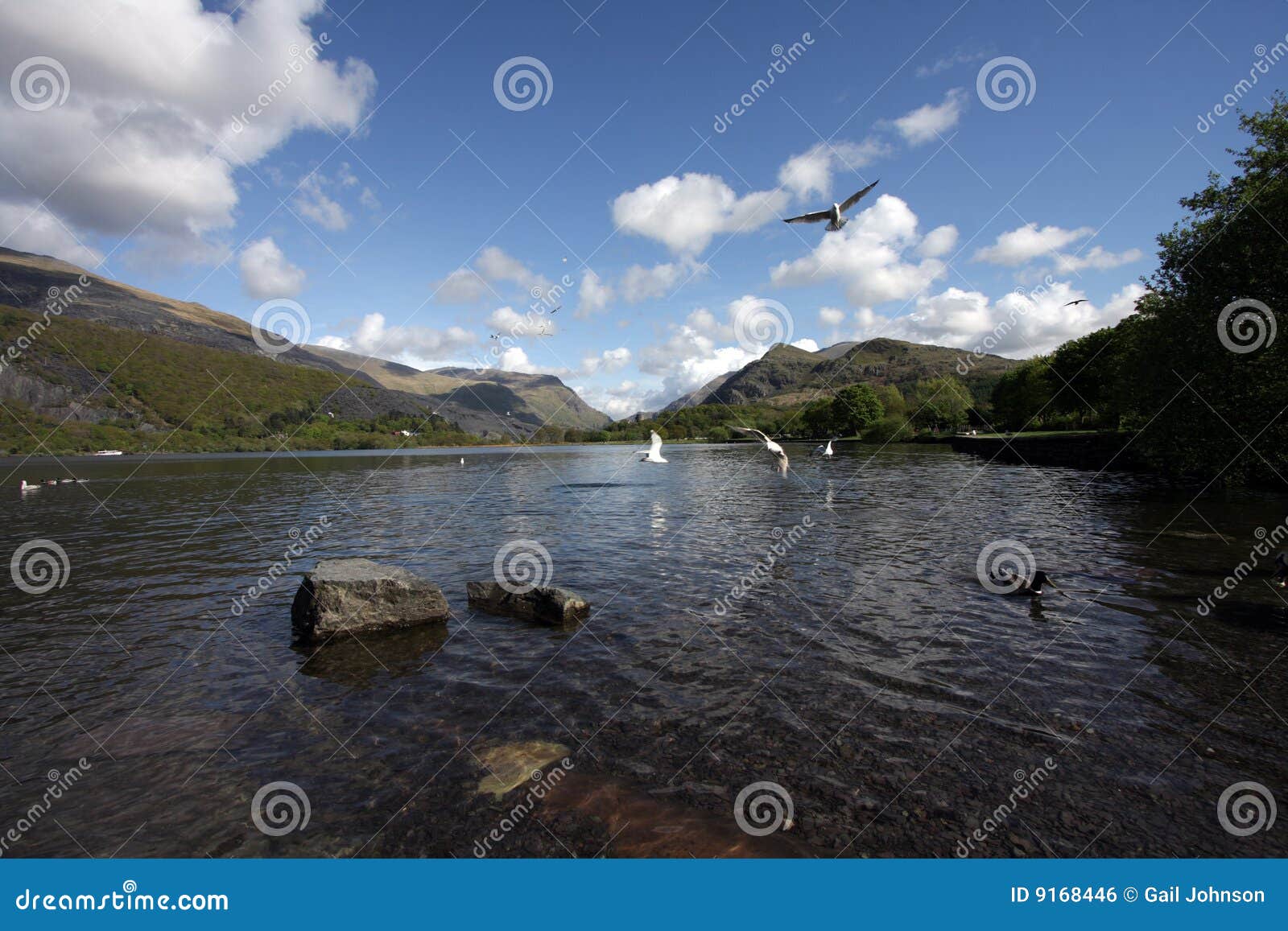 Llyn Padarn photo stock. Image du intervalle, côtes, oiseau - 9168446