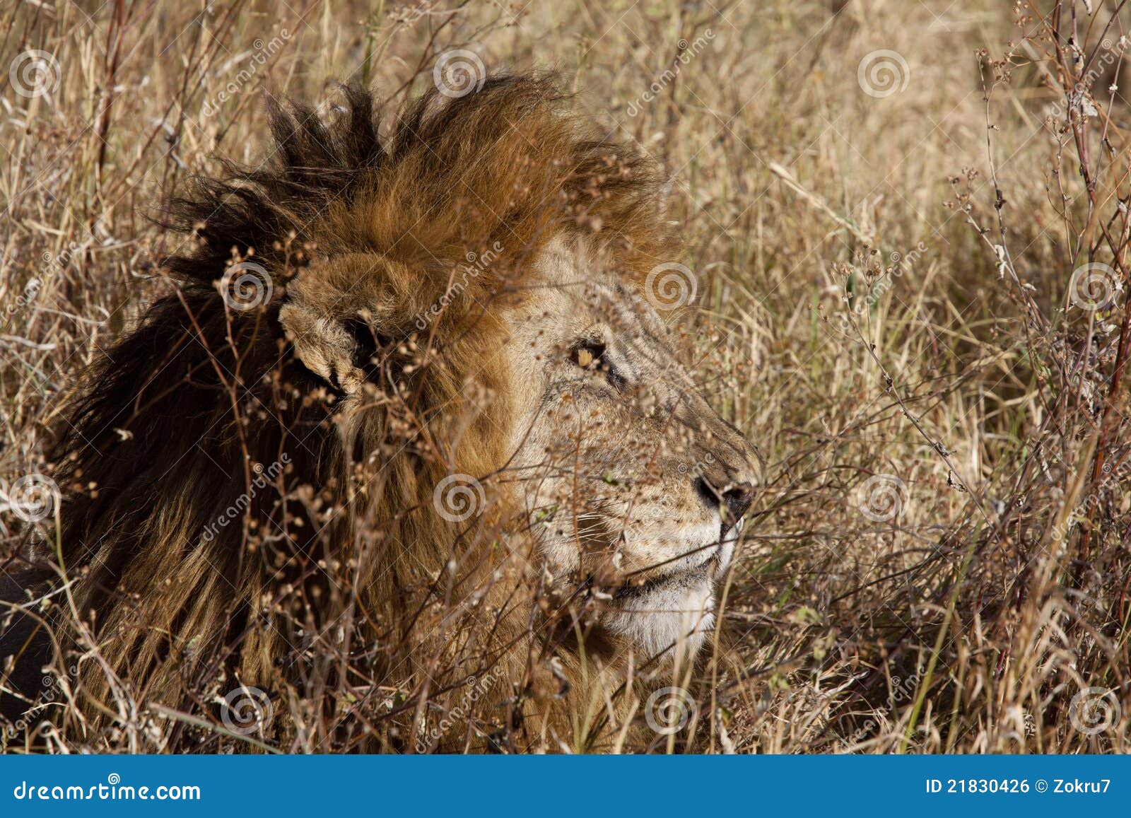 LMale lion waiting stock photo. Image of wild, africa - 21830426