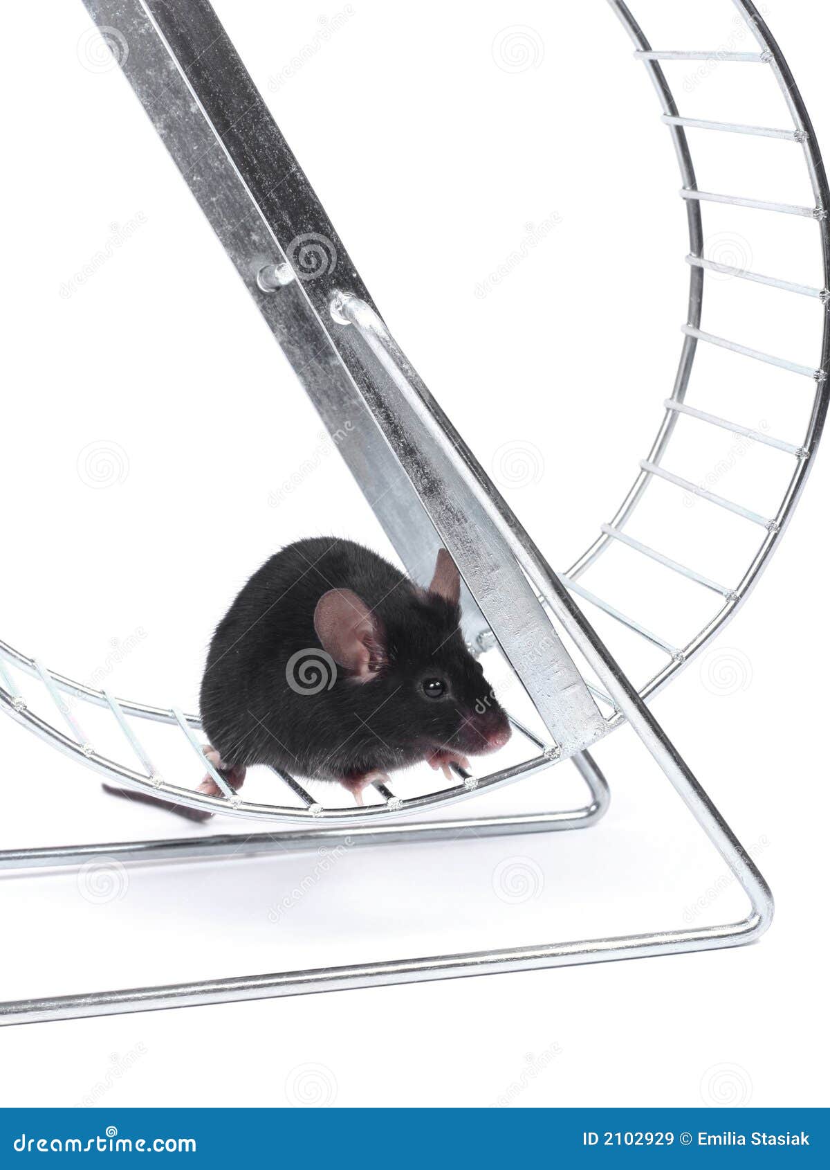 Lmouse on an Exercise Wheel Stock Image - Image of listening, portrait ...