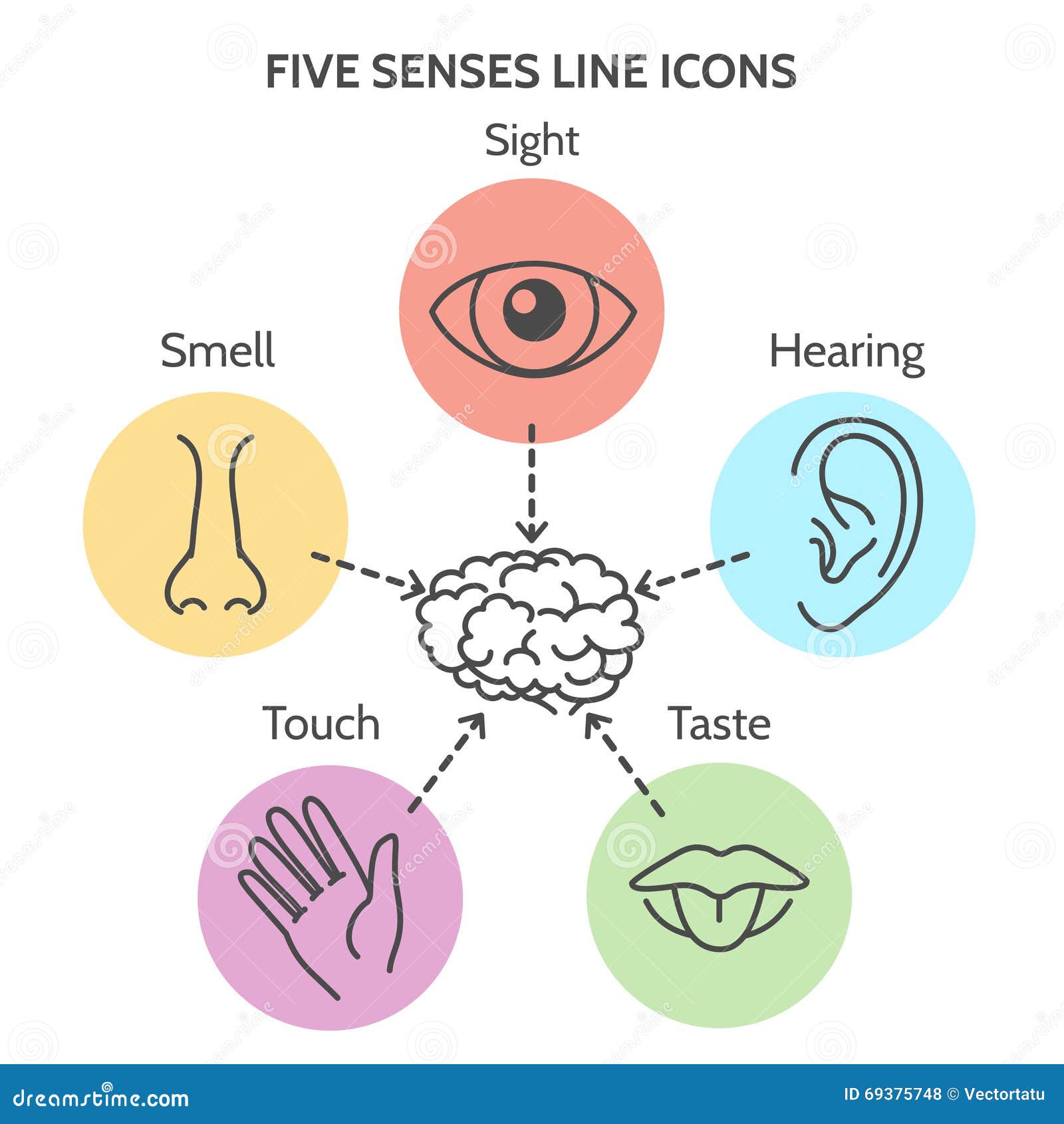 Línea De Cinco Sentidos Iconos Ilustración del Vector - Imagen: 69375748