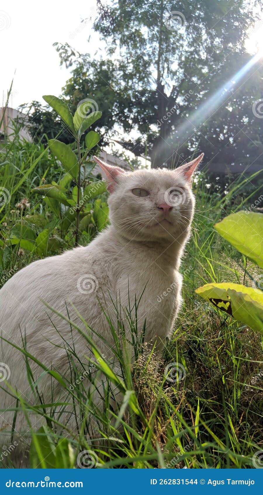Lo llamo si hermano foto de archivo. Imagen de gato - 262831544