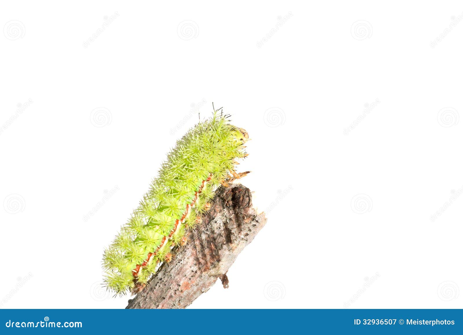 Lo Moth caterpillar stock image. Image of protection - 32936507