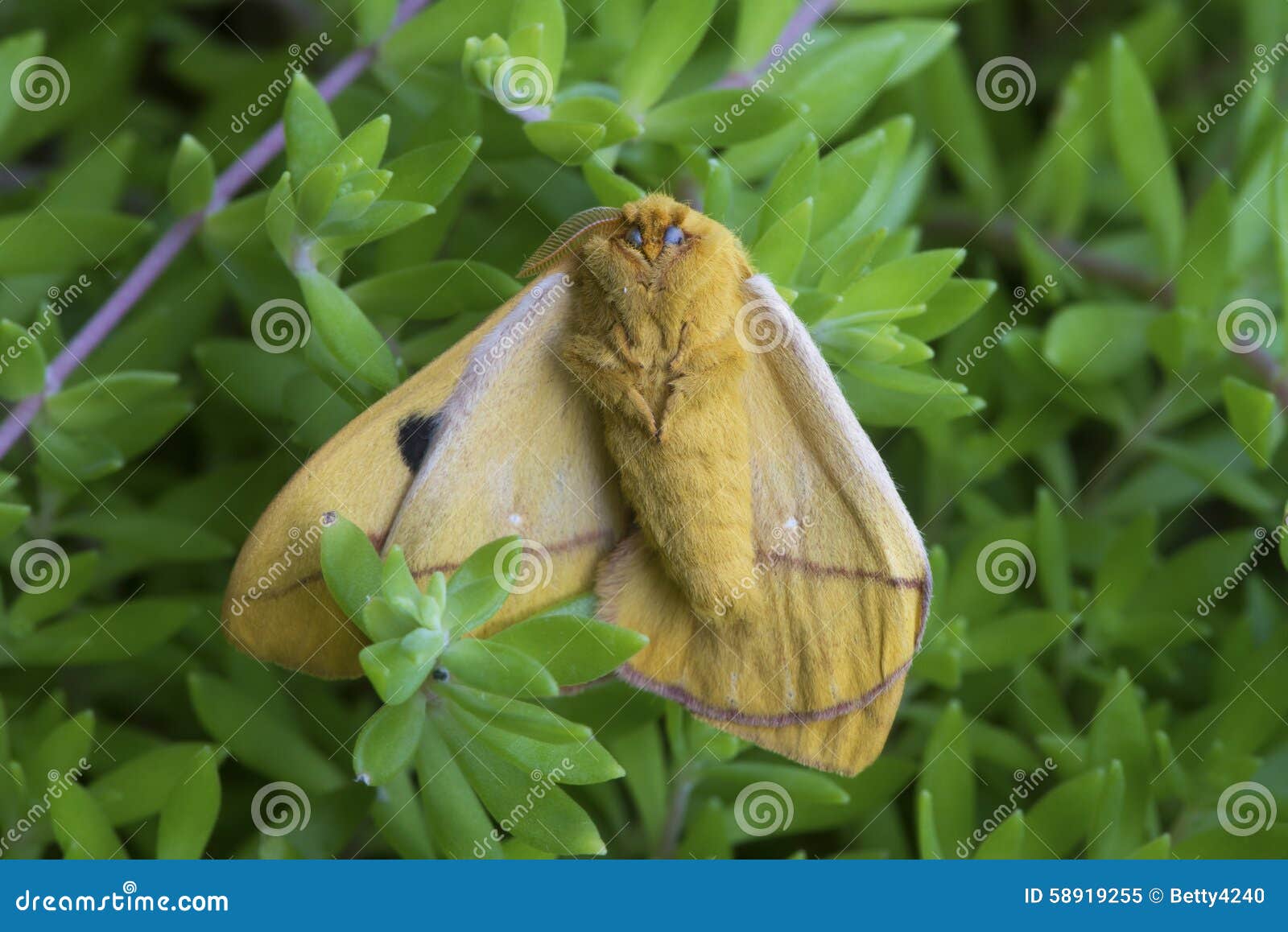 Lo Moth Sitting in Green Moss Facing the Camera. Stock Image - Image of ...