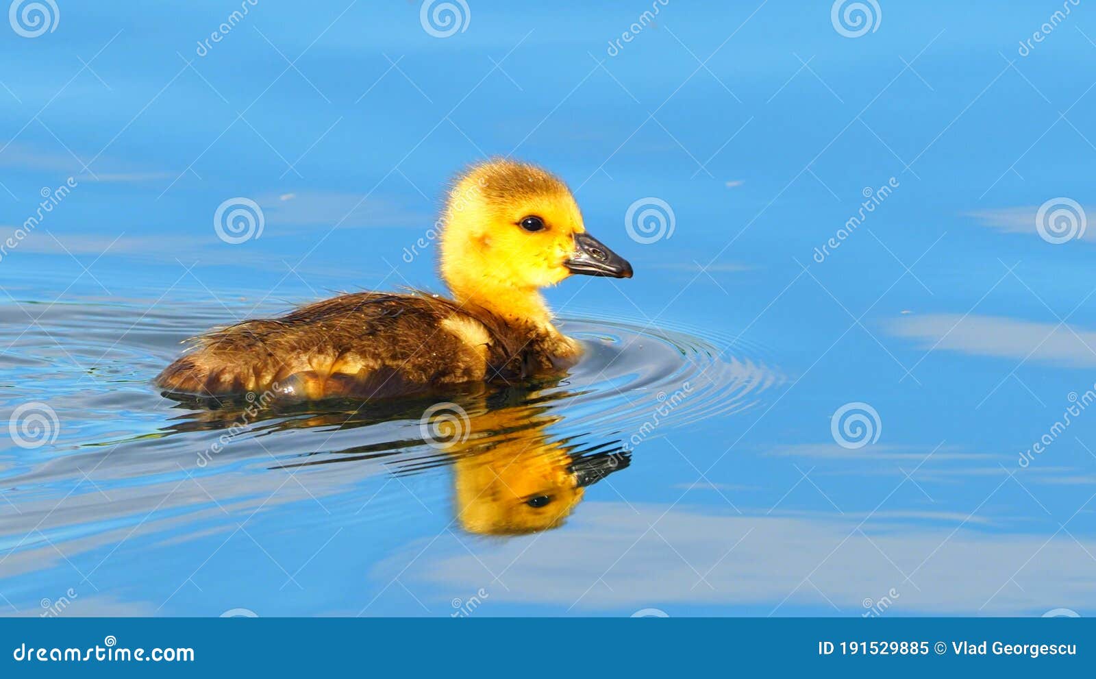 Lo que sea imagen de archivo. Imagen de agua, amarillo - 191529885