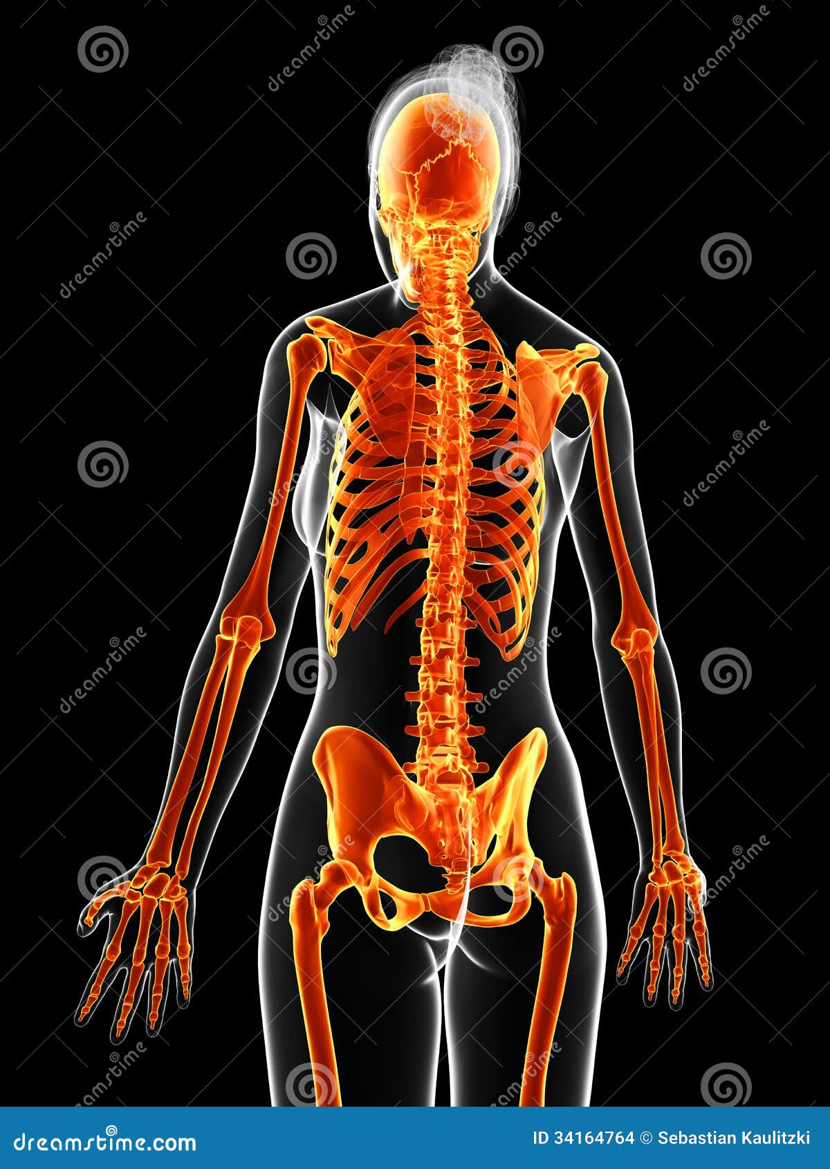 Lo scheletro femminile illustrazione di stock. Illustrazione di ...